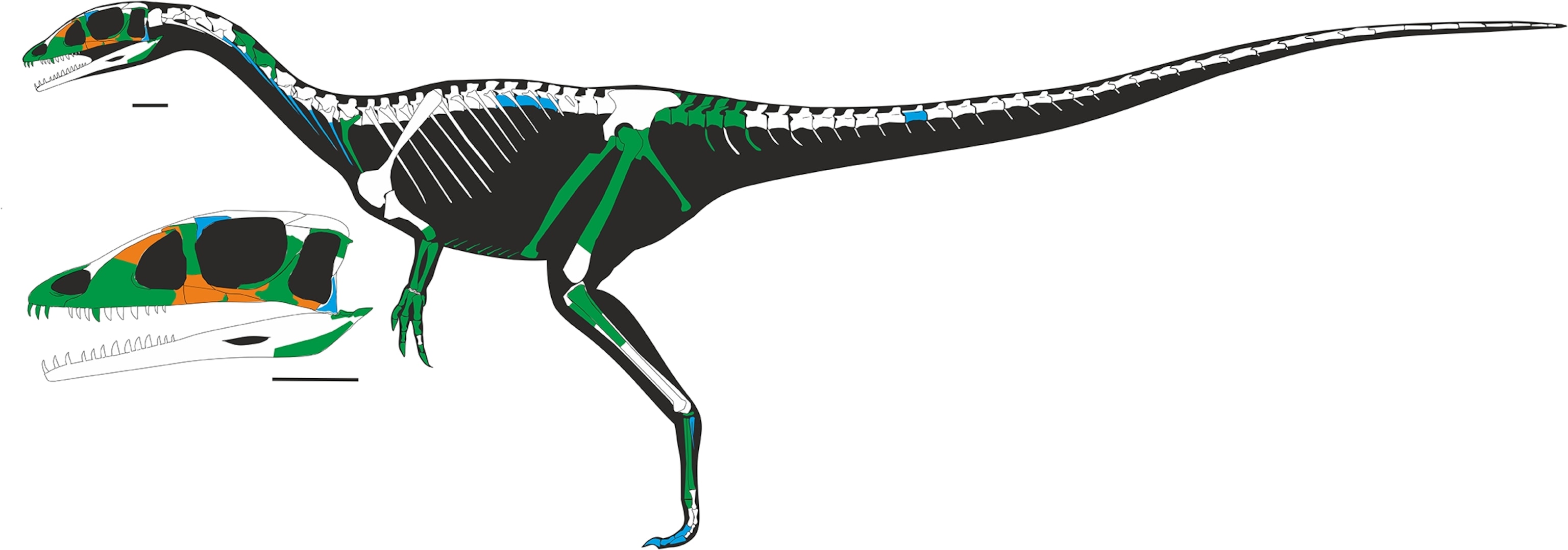 Paleo Profile: The Dragon Thief | National Geographic