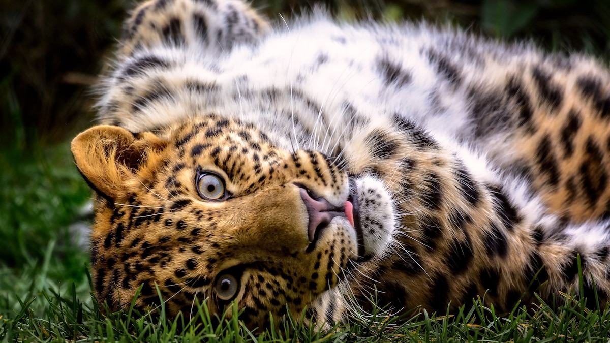 High Quality Images Of Animals Beautiful Animals Images For Free