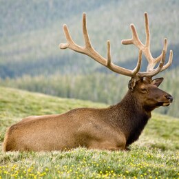 Where Can I Buy Reindeer Antler Headbands Cheap Retailers Save 60 
