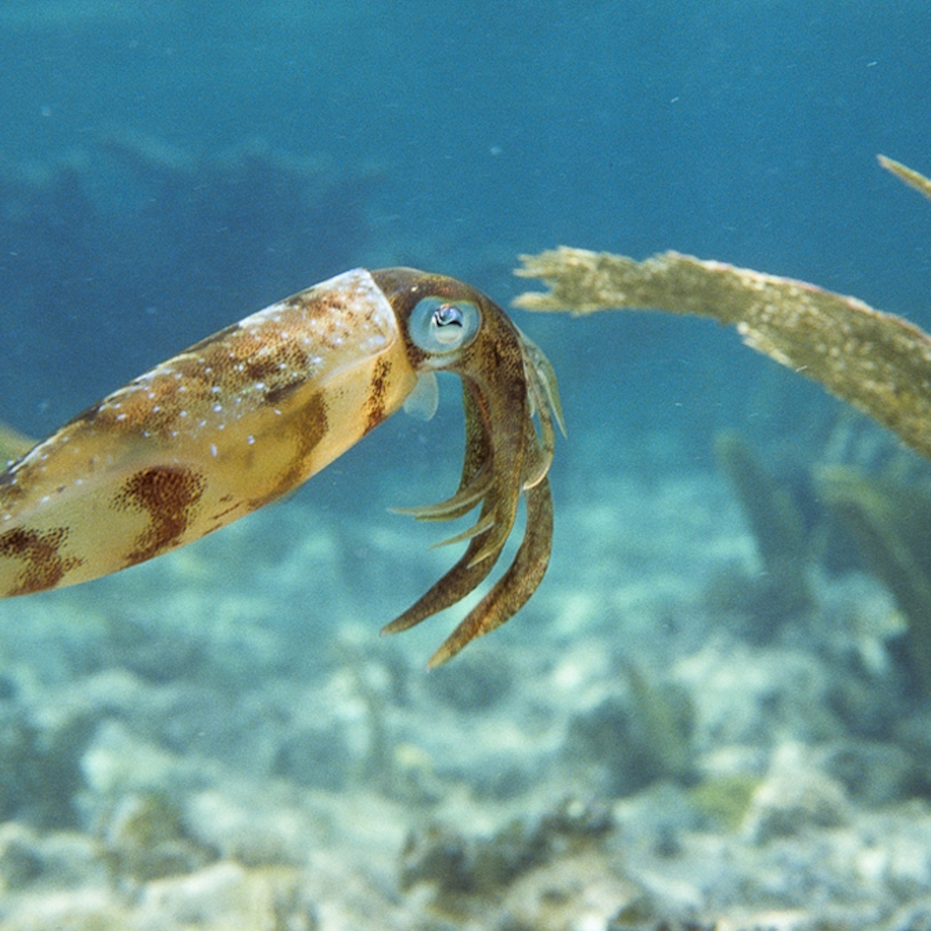 Cuttlefish Mimics Crab