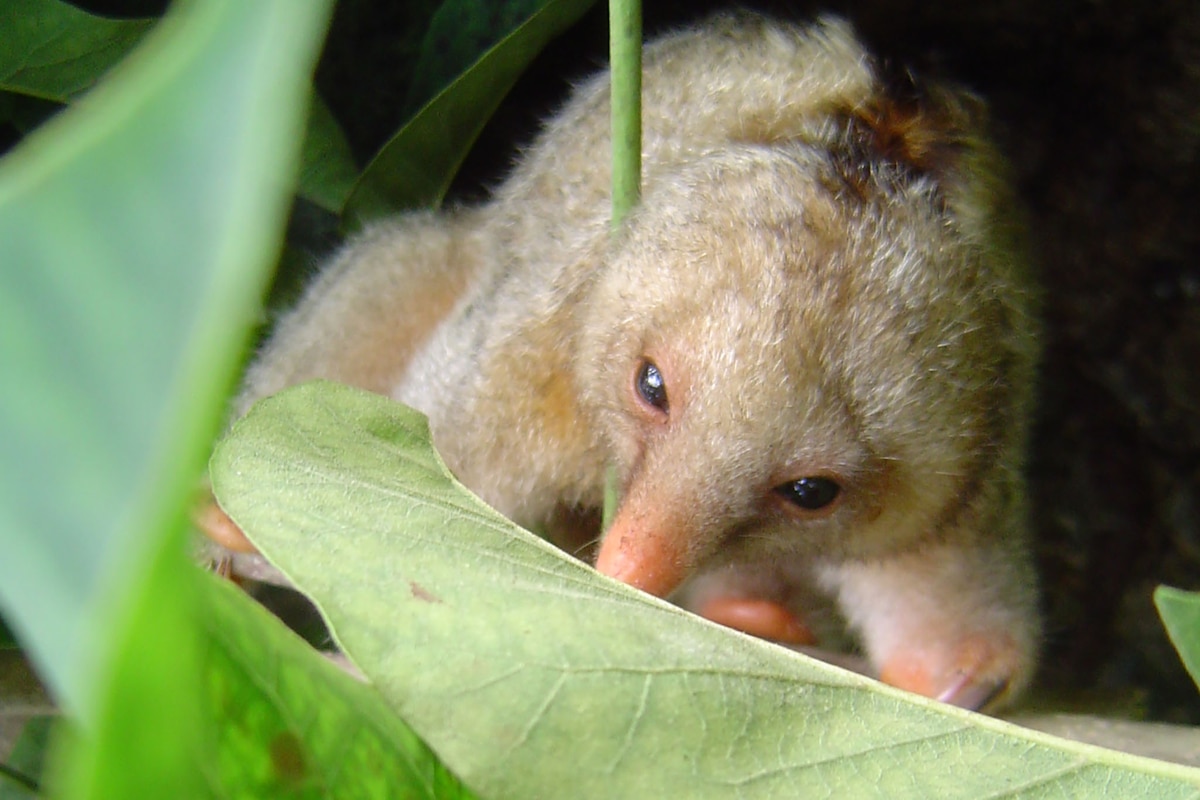 Six New Tiny Anteater Species Found—Hiding in Plain Sight