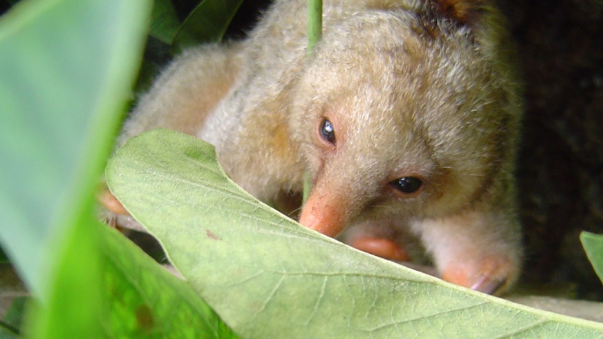 The Silky Anteater: The Tiny, Fluffy Creature That Will Steal Your ...