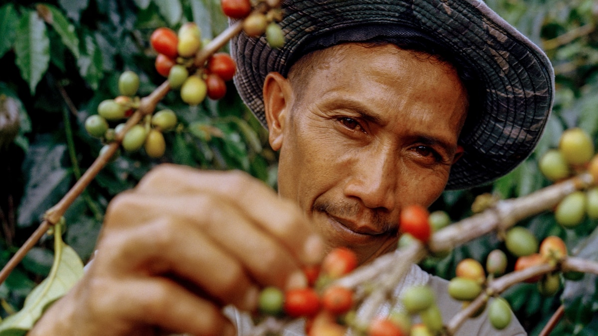 The craftsmanship behind Sumatran coffee's unique flavor | National ...
