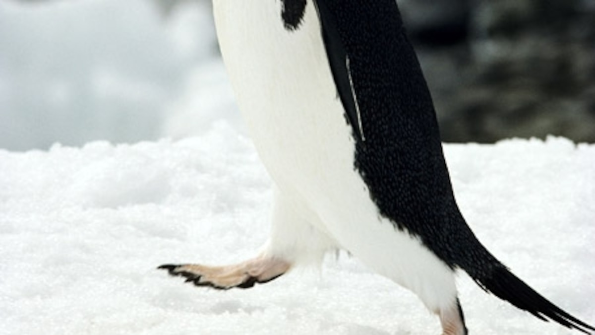 Antarctic Animal Pictures - National Geographic | National Geographic