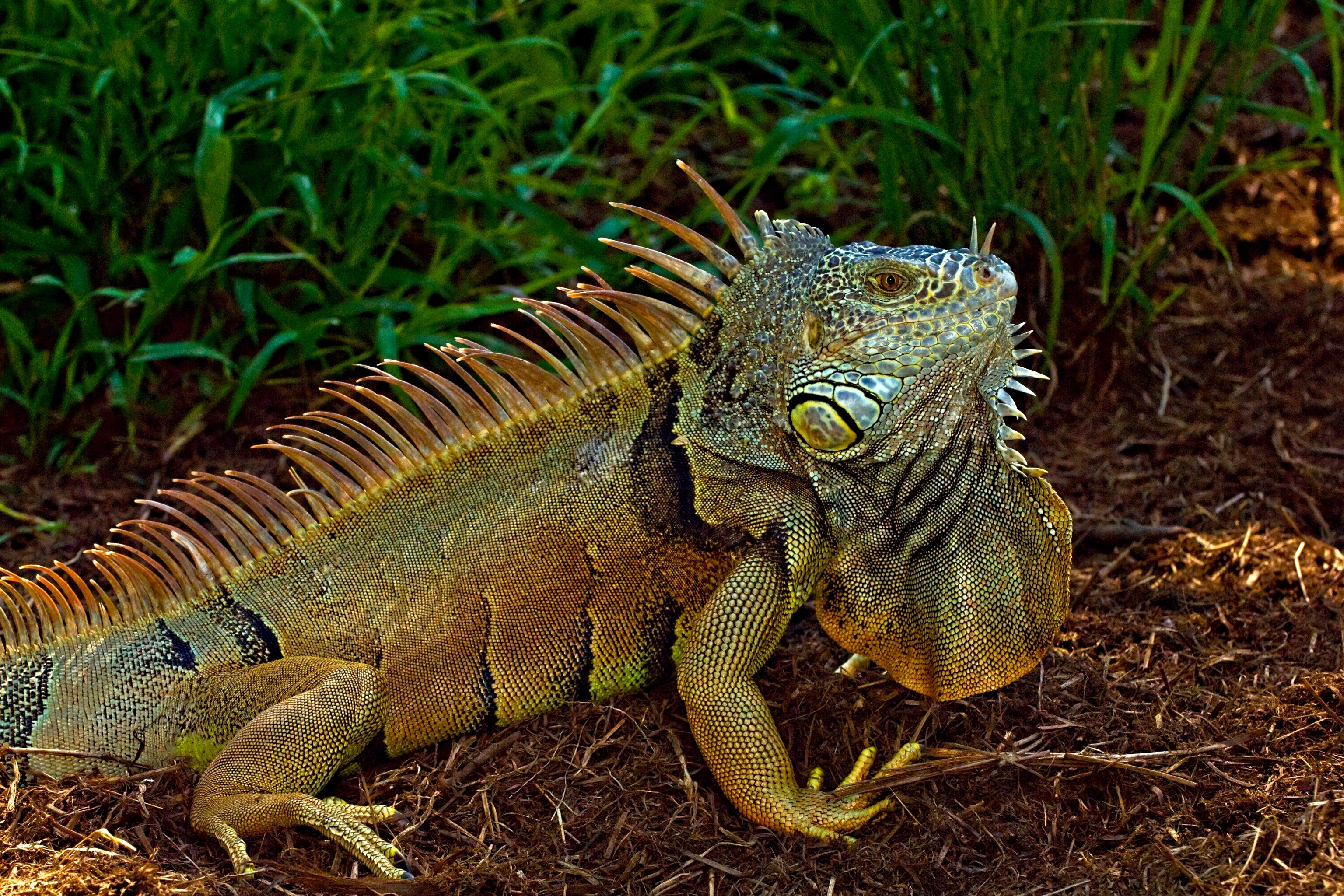 What to Do With Puerto Rico’s Invasive Iguanas? Eat Them