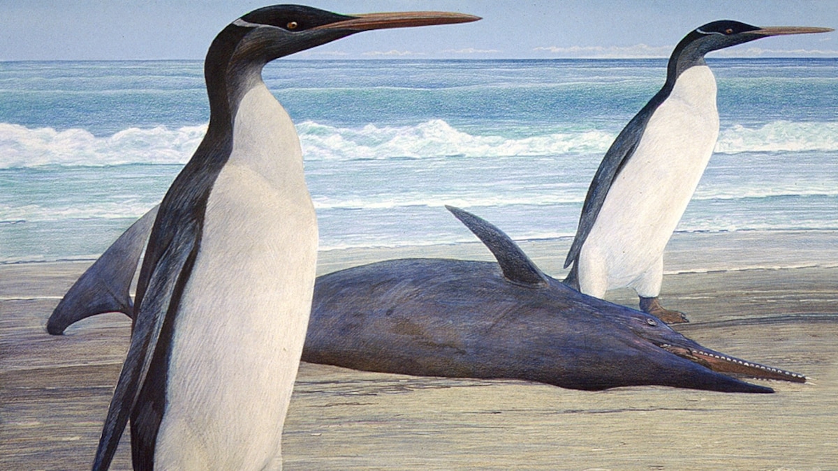 Giant Prehistoric Penguins Revealed: Big but Skinny | National Geographic