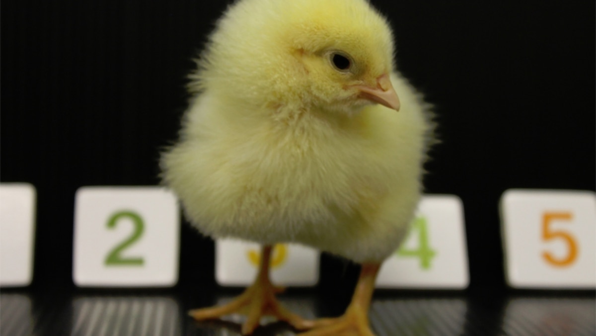 Chicks Put Low Numbers on the Left, Just Like Humans | National Geographic