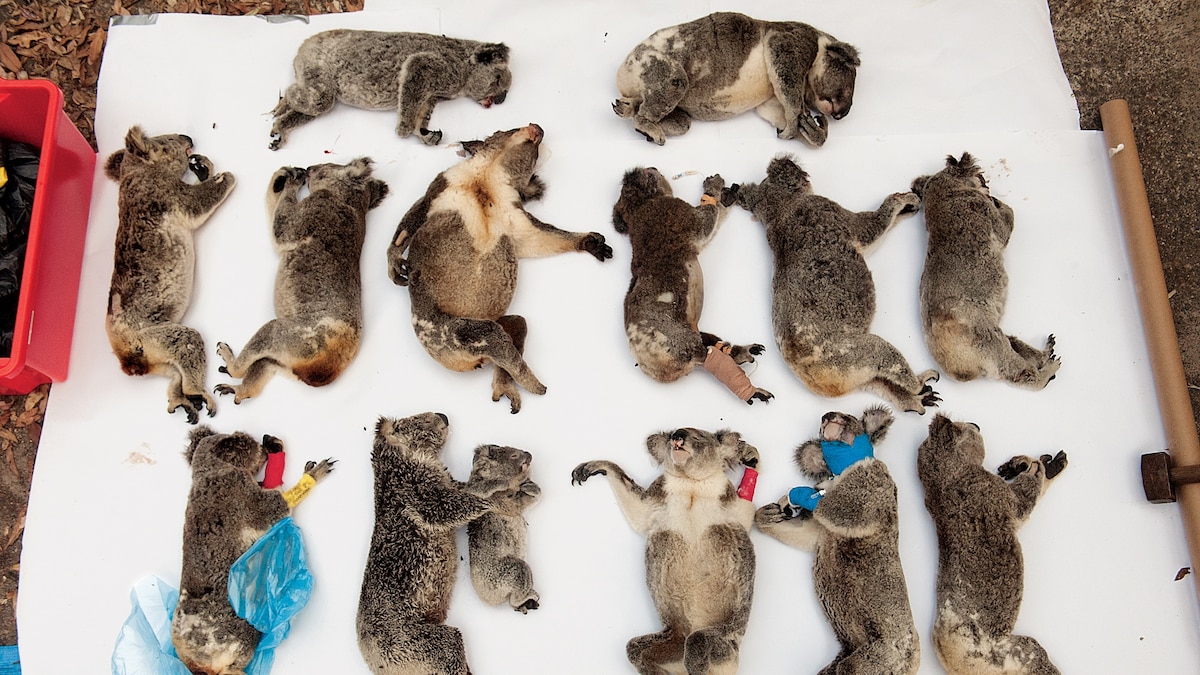 Koala Rescue - The Moment: Body Count | National Geographic