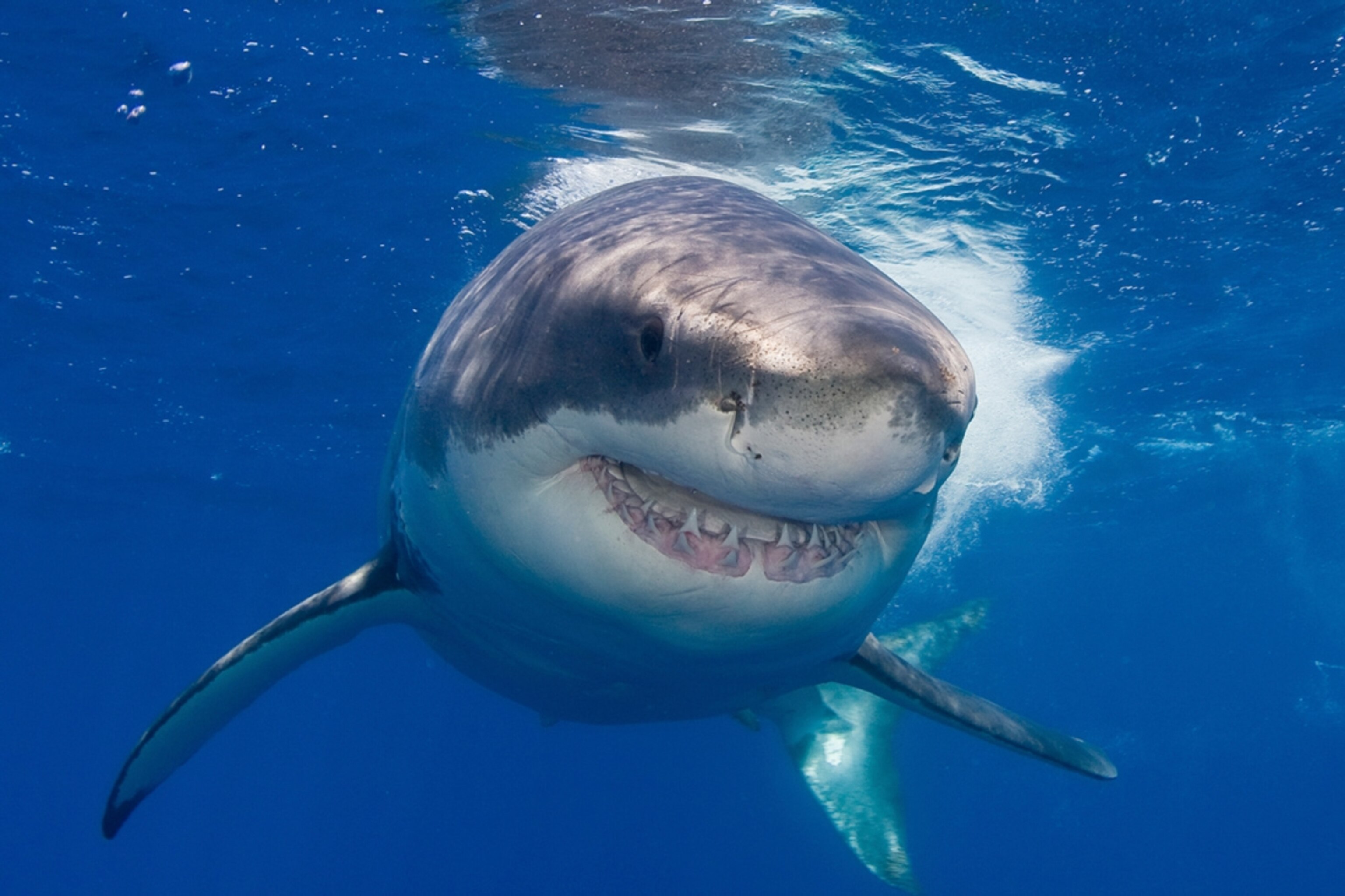 Helping kids overcome their fear of sharks and other ‘scary’ animals