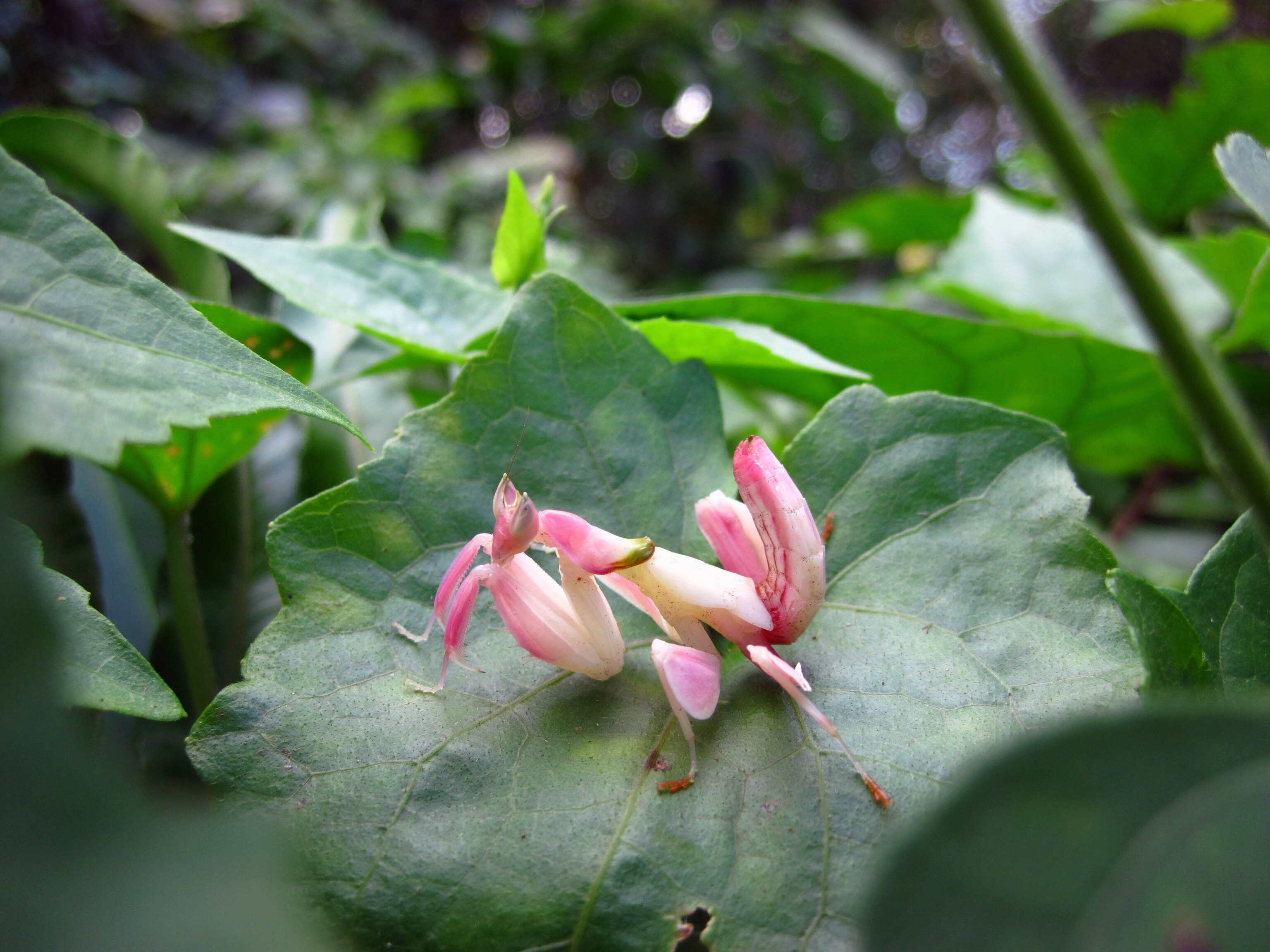 Praying Mantis Looks Like a Flower—And Now We Know Why