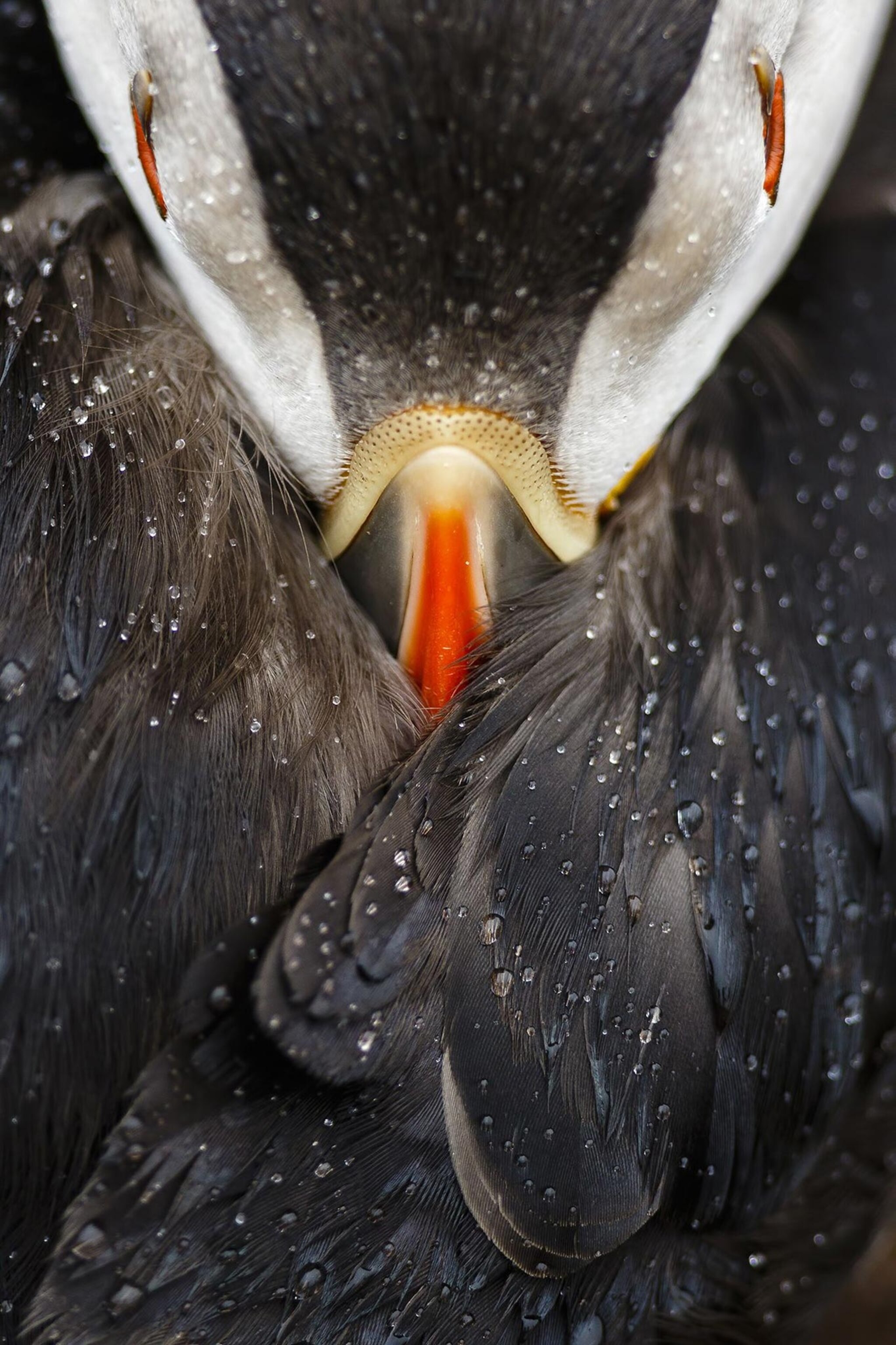 47 Mesmerizing Photos of Animals in the Wild