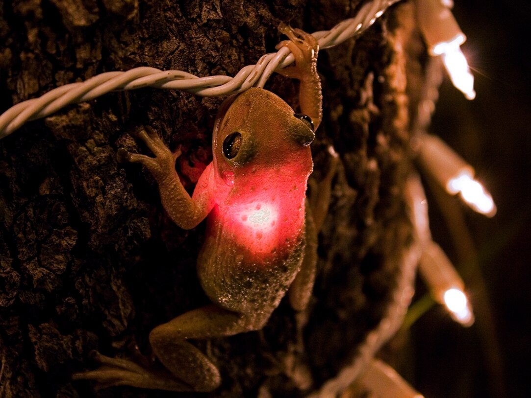 National Geographic Pictures Of The Year 2009