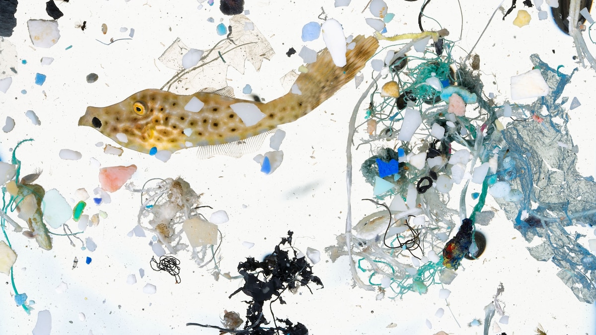 Photos show ocean plastic and animals up close | National Geographic