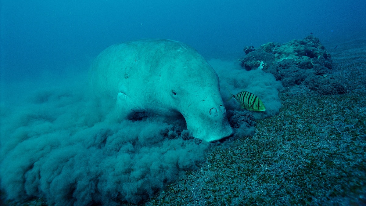 Manatee Relatives Booming in Australia's Great Barrier Reef | National ...