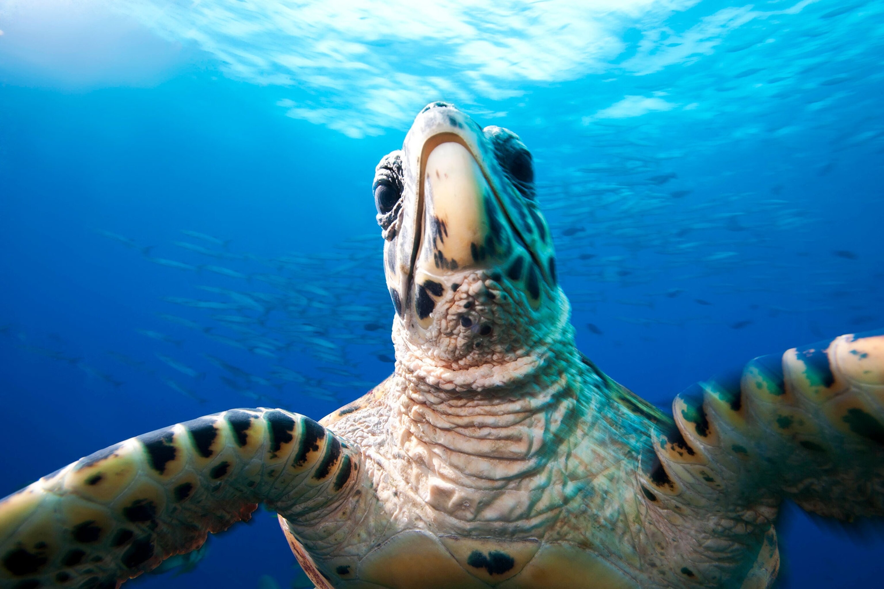 13 graceful pictures of rare sea turtles