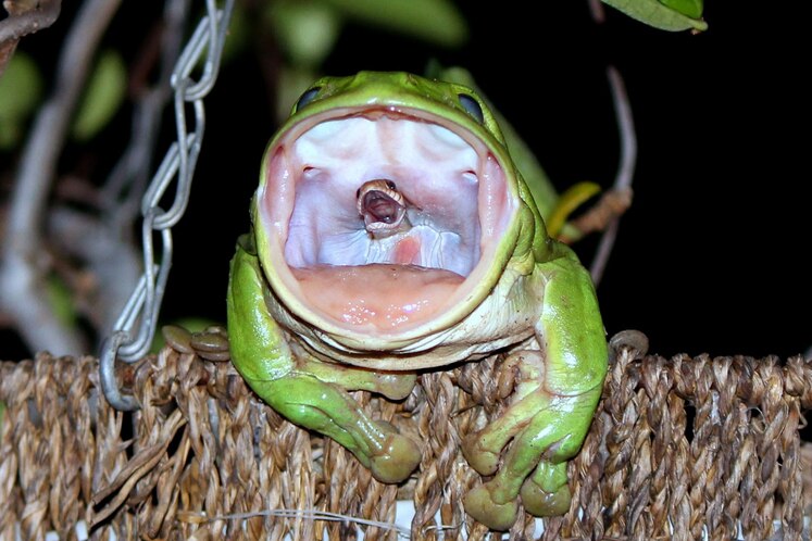 Show Pictures Of A Frog Eating Lizard