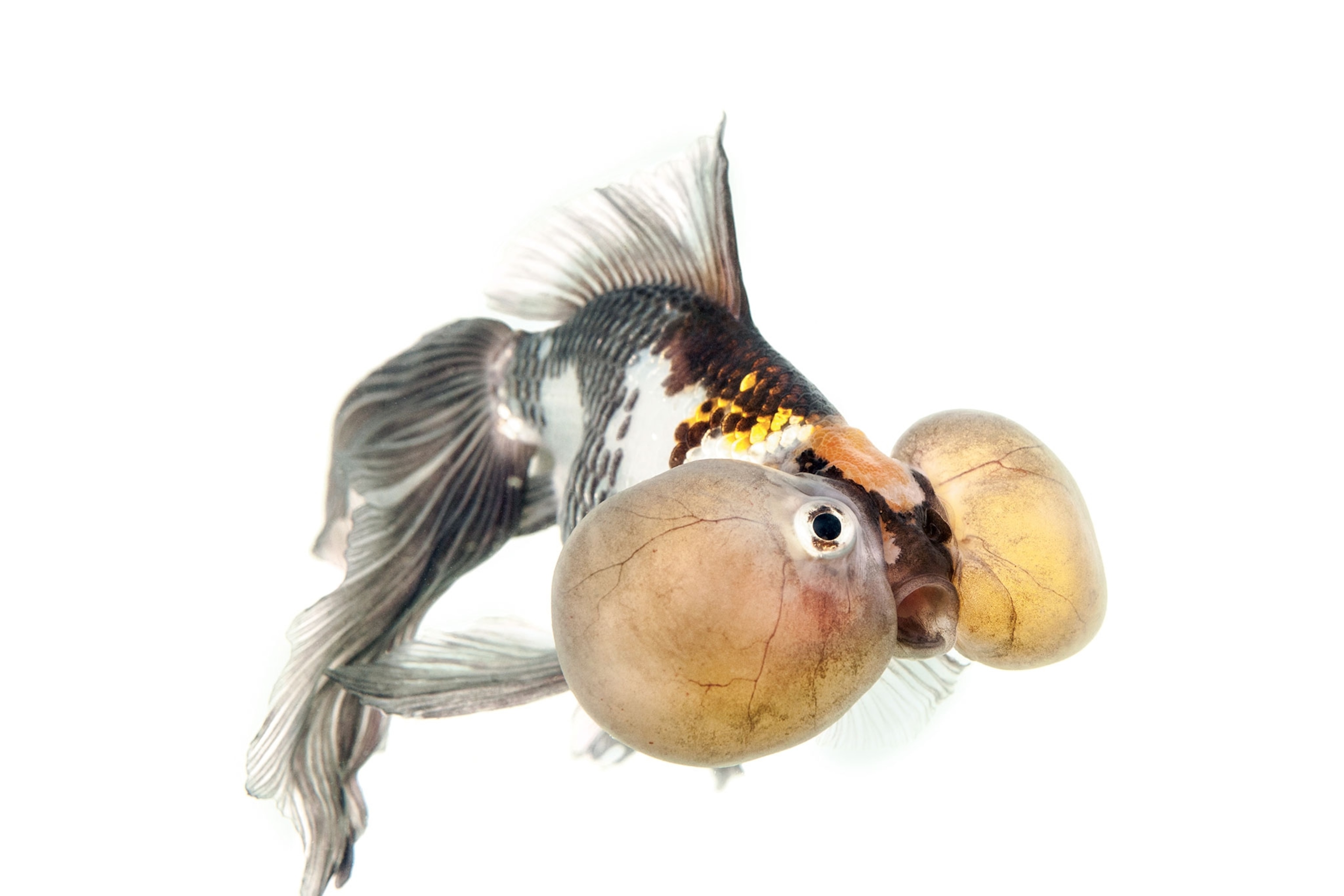 The epic history of goldfish—pet and pest