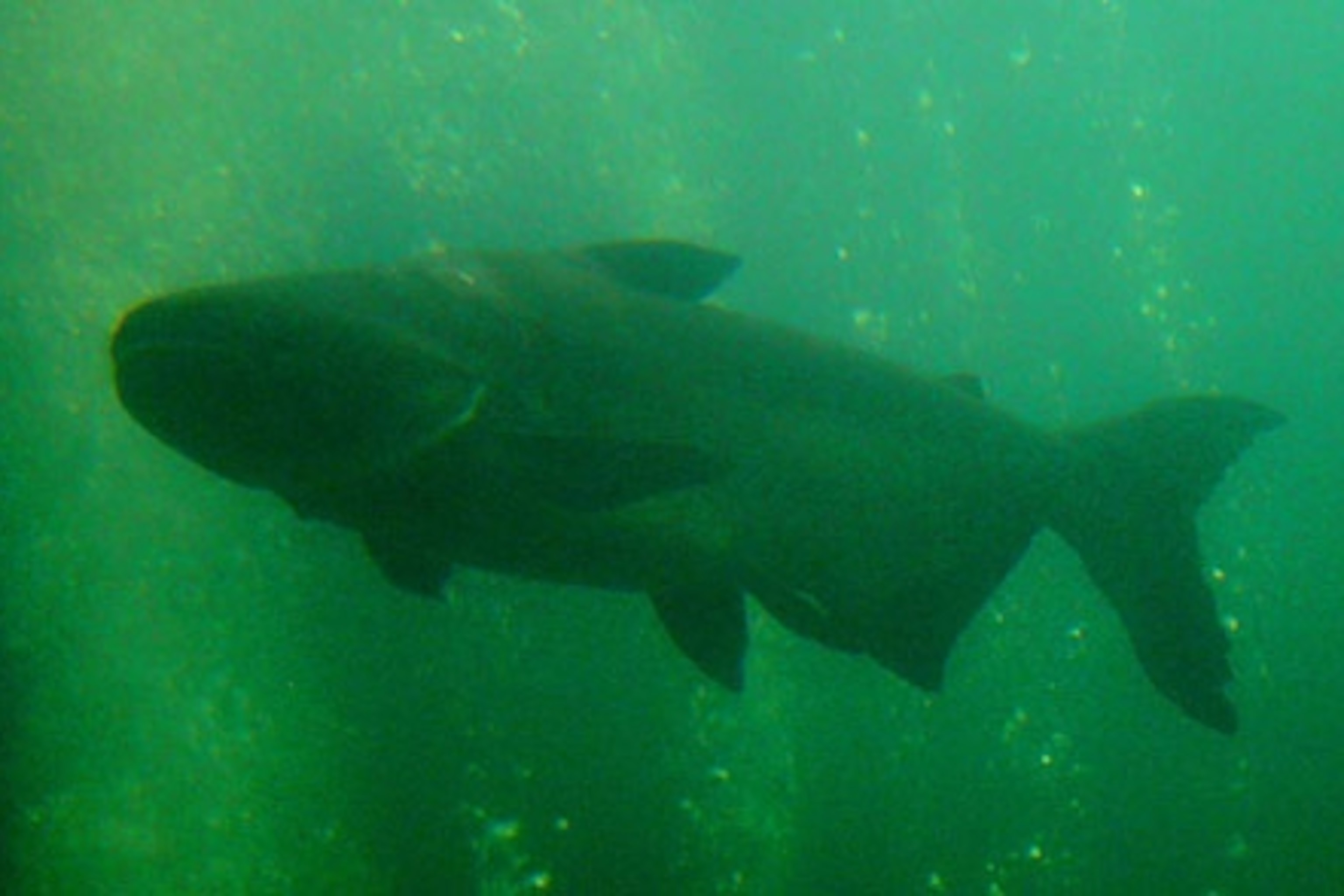 Photos of Mekong Giant Catfish