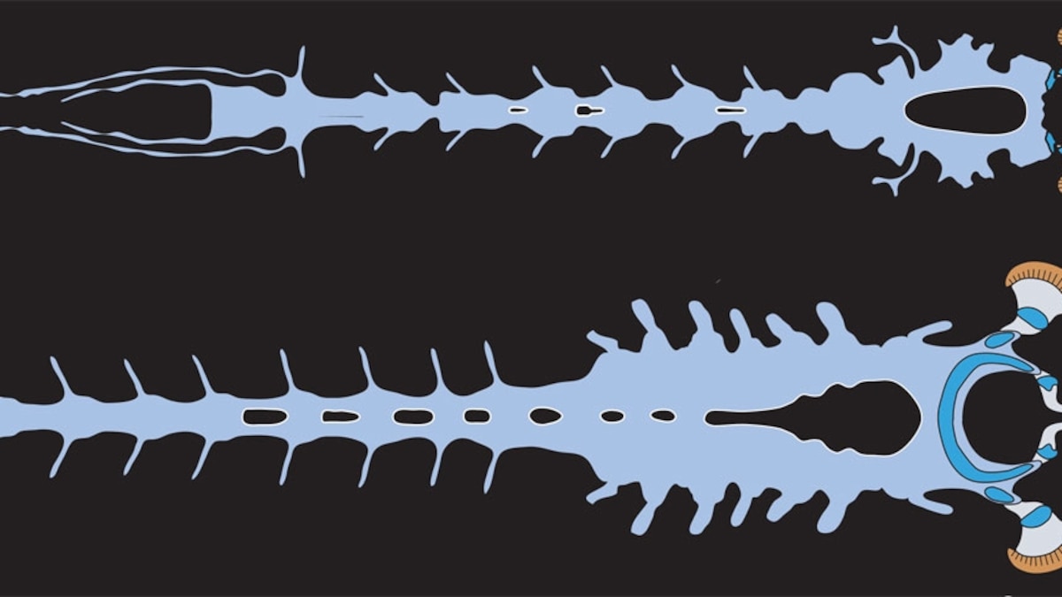 A Nervous System From Half A Billion Years Ago | National Geographic