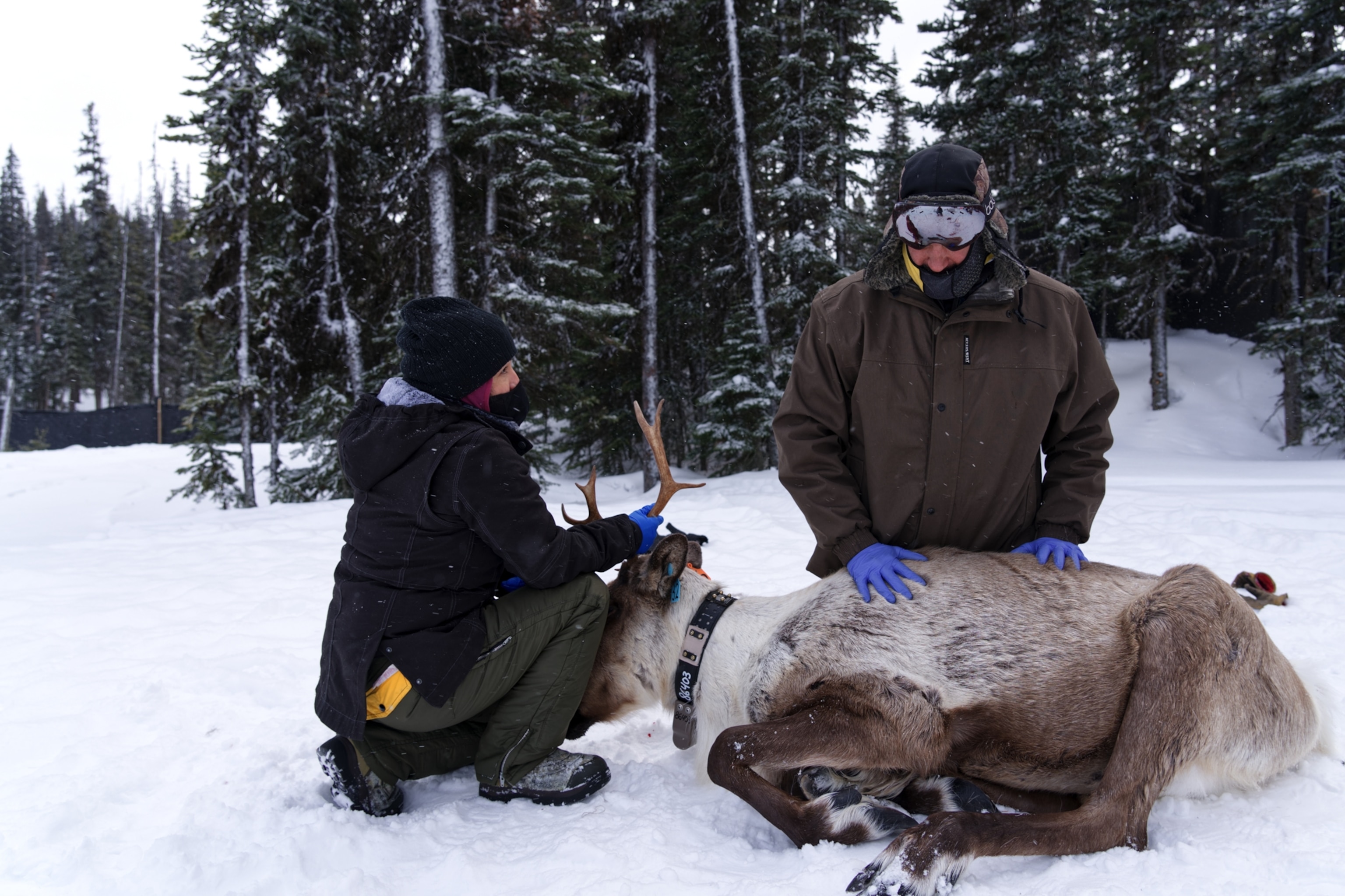 To save caribou, Indigenous people confront difficult choices