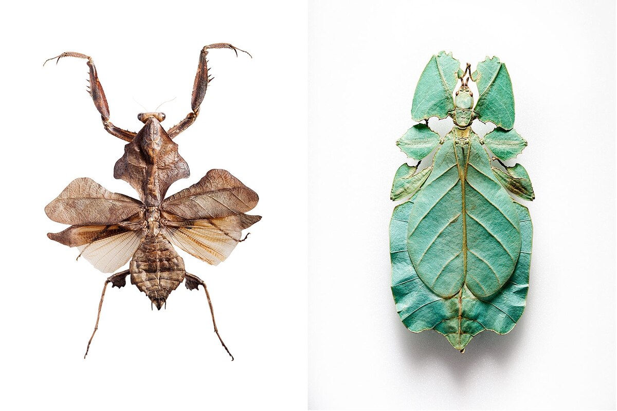 The Most Visual Science Textbook You've Never Seen