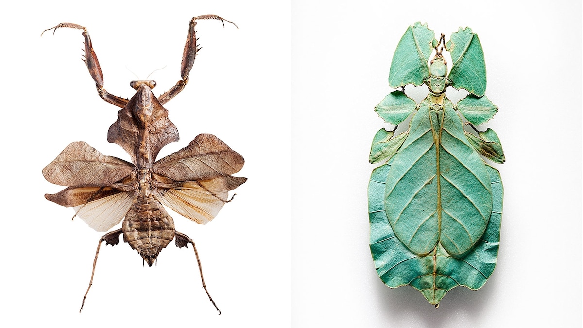 The Most Visual Science Textbook You've Never Seen