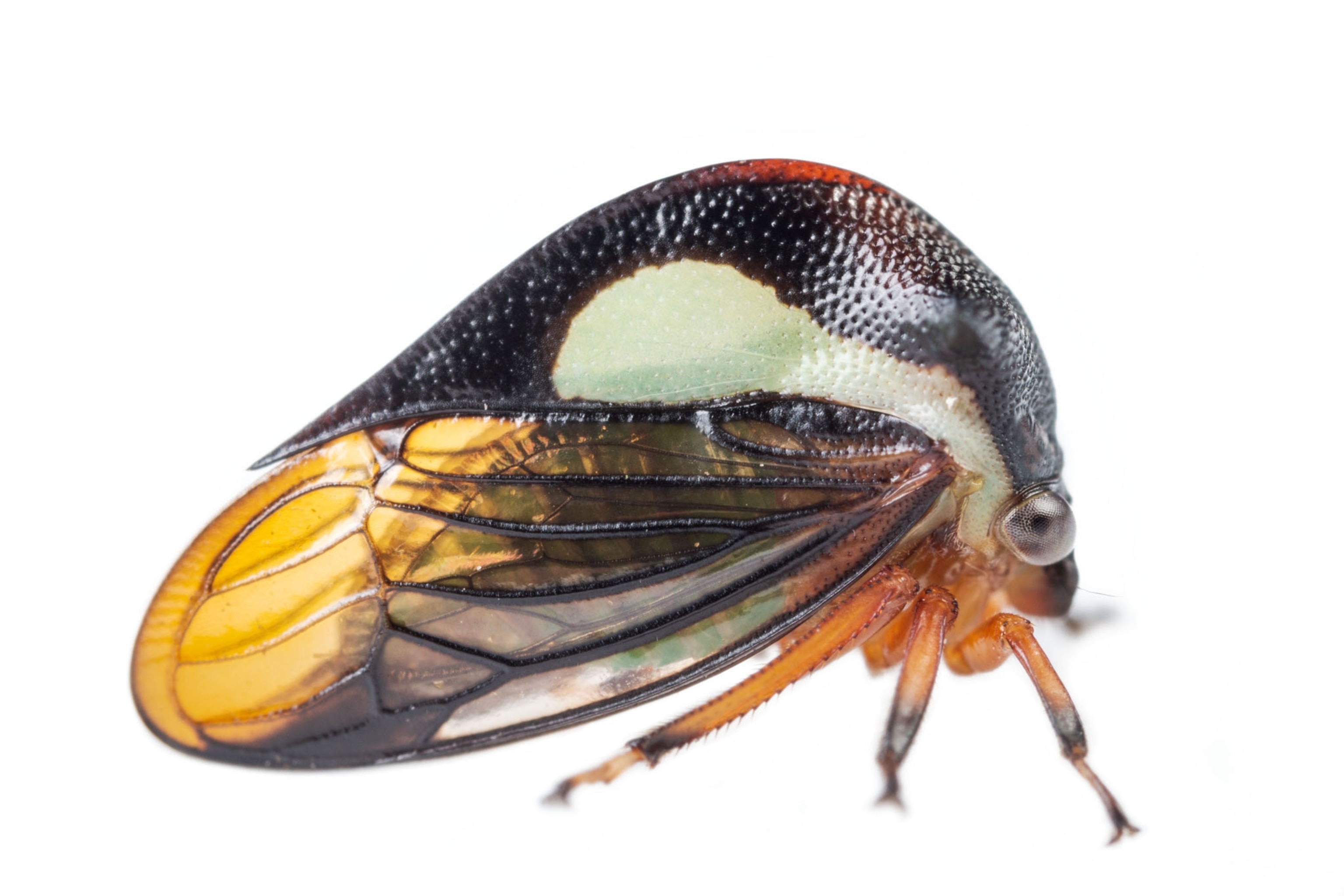 Treehoppers: pictures of the rainforest's mini-marvels