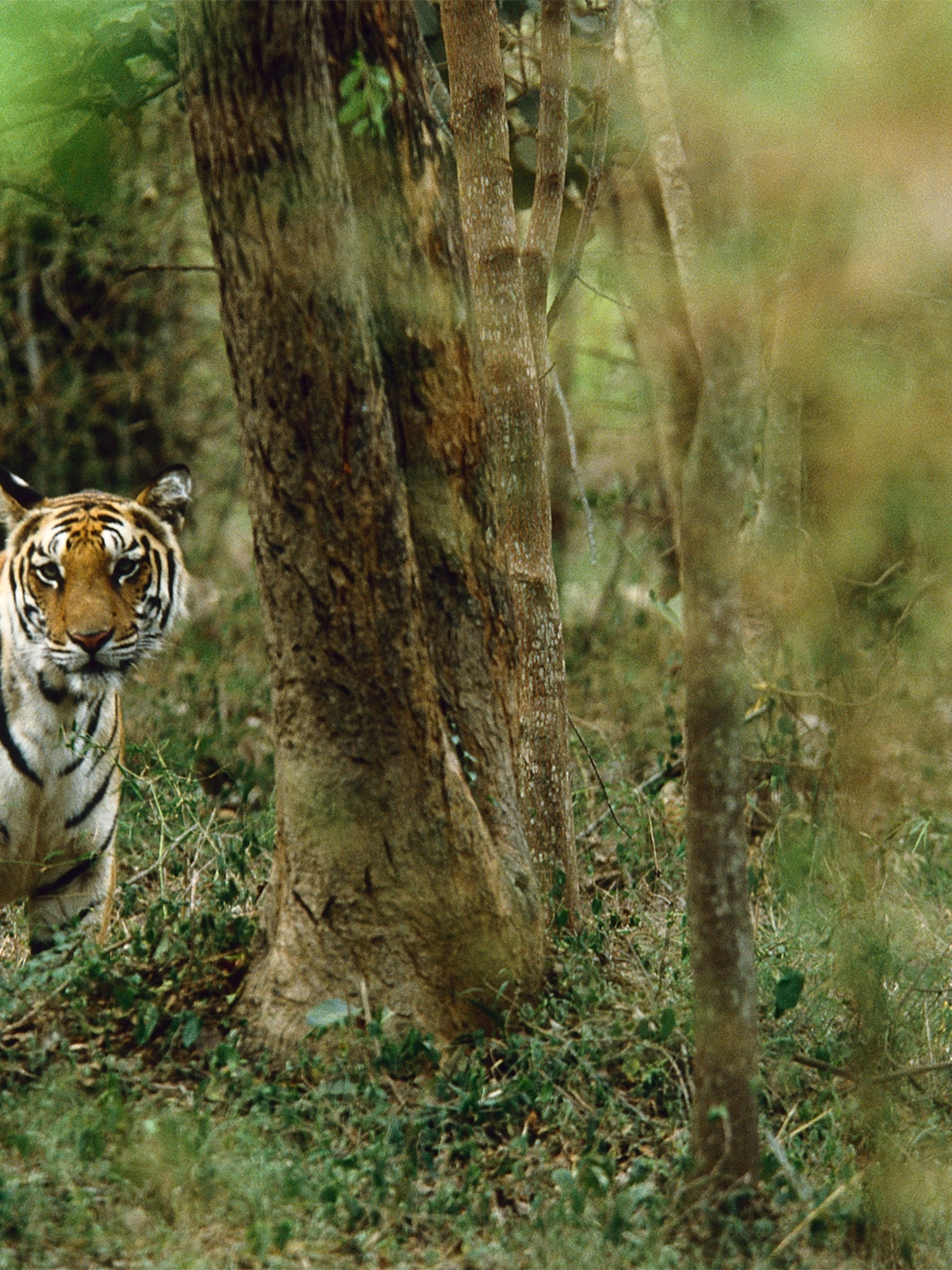 Isolated Tiger Cage