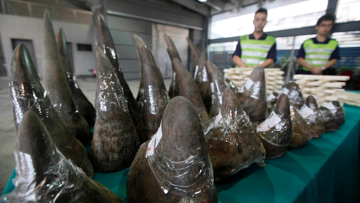 Petition Seeks Ban on Trade in Fake Rhino Horn | National Geographic