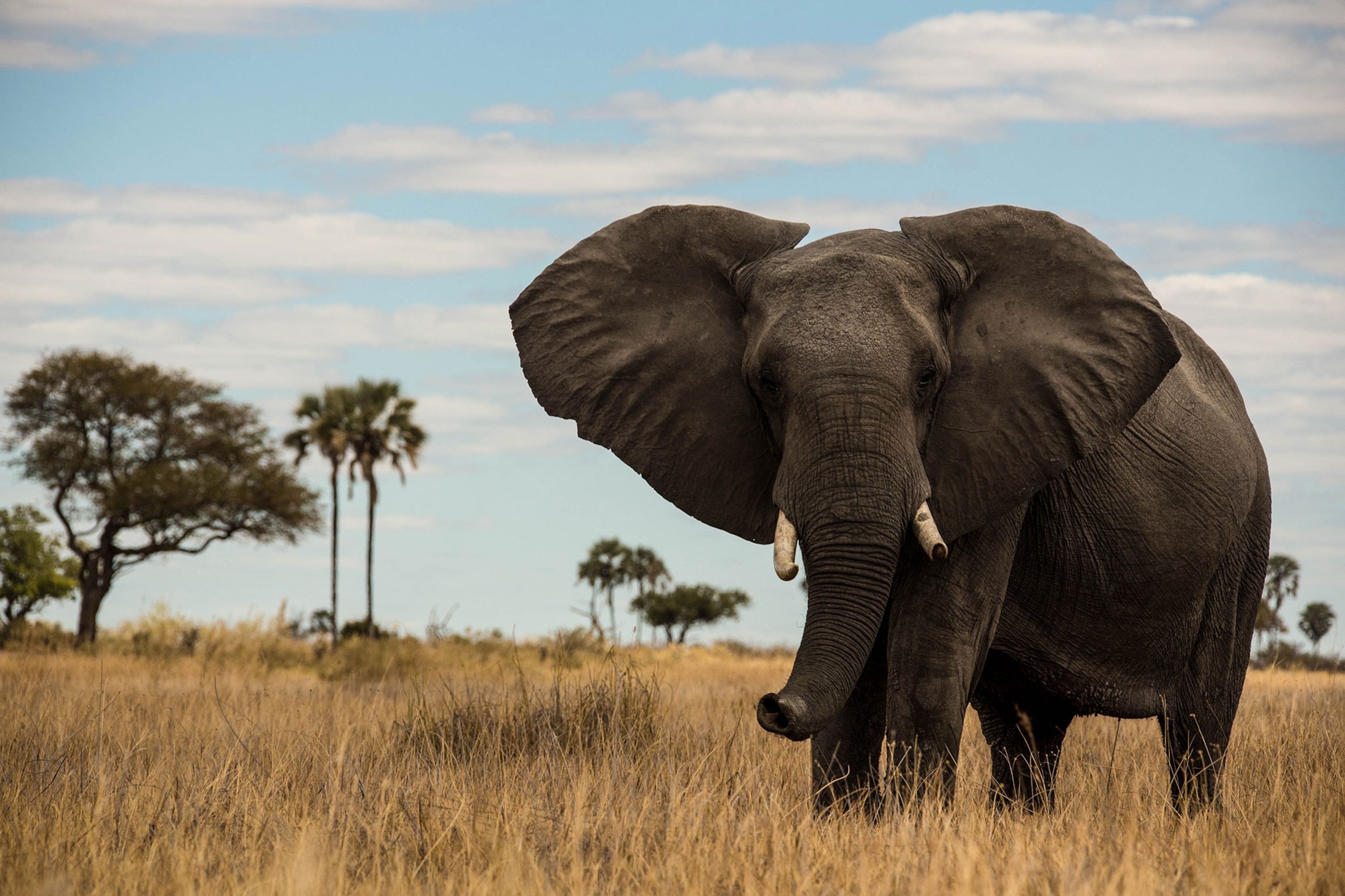 Why Animals Get Gray Hair, Too