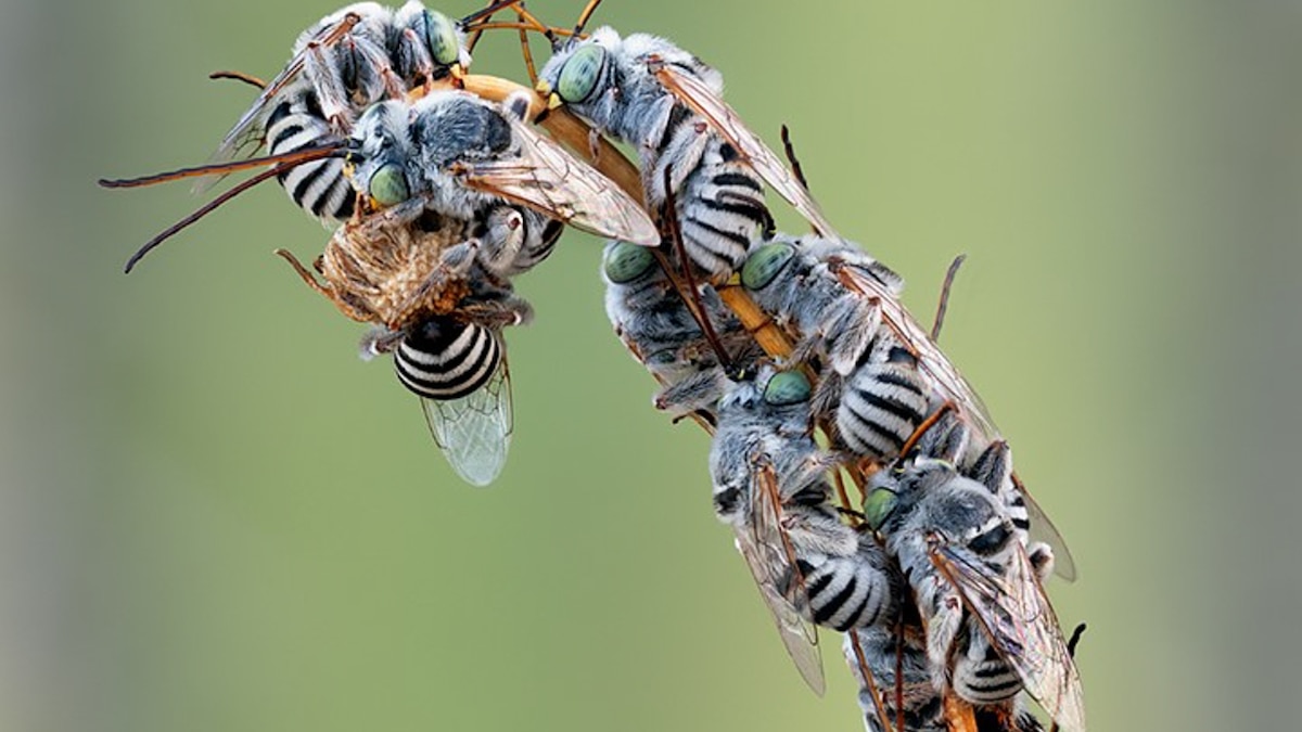 This desert valley is home to 500 bee species, a world record ...