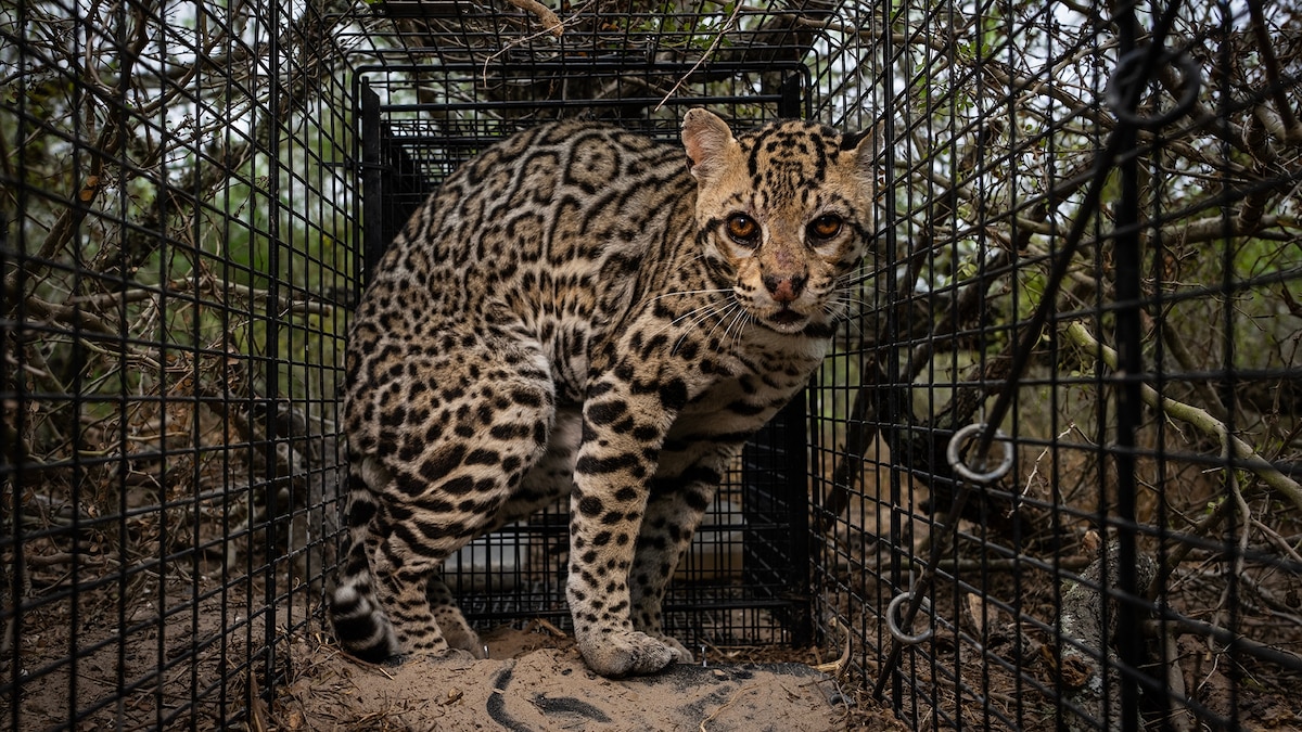 Ocelots once roamed the U.S. Can we bring them back? | National Geographic