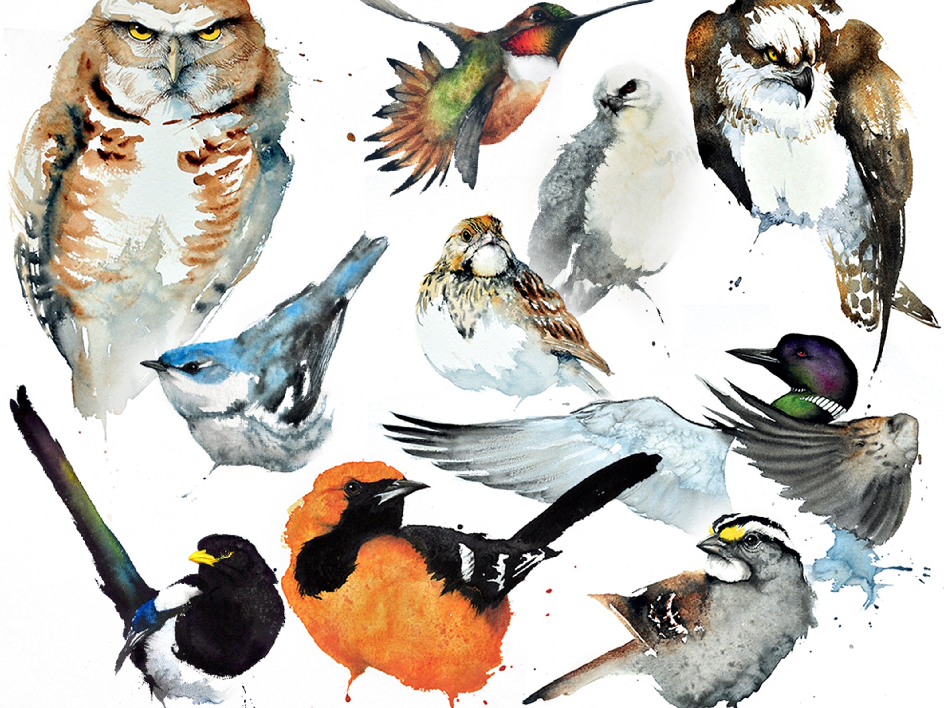 Climate Change May Put Half of North American Birds at Risk of Extinction