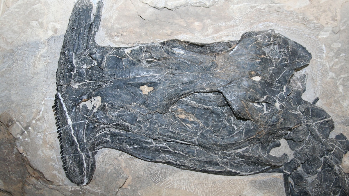 Ancient Reptile Ate Like an Underwater Lawn Mower | National Geographic