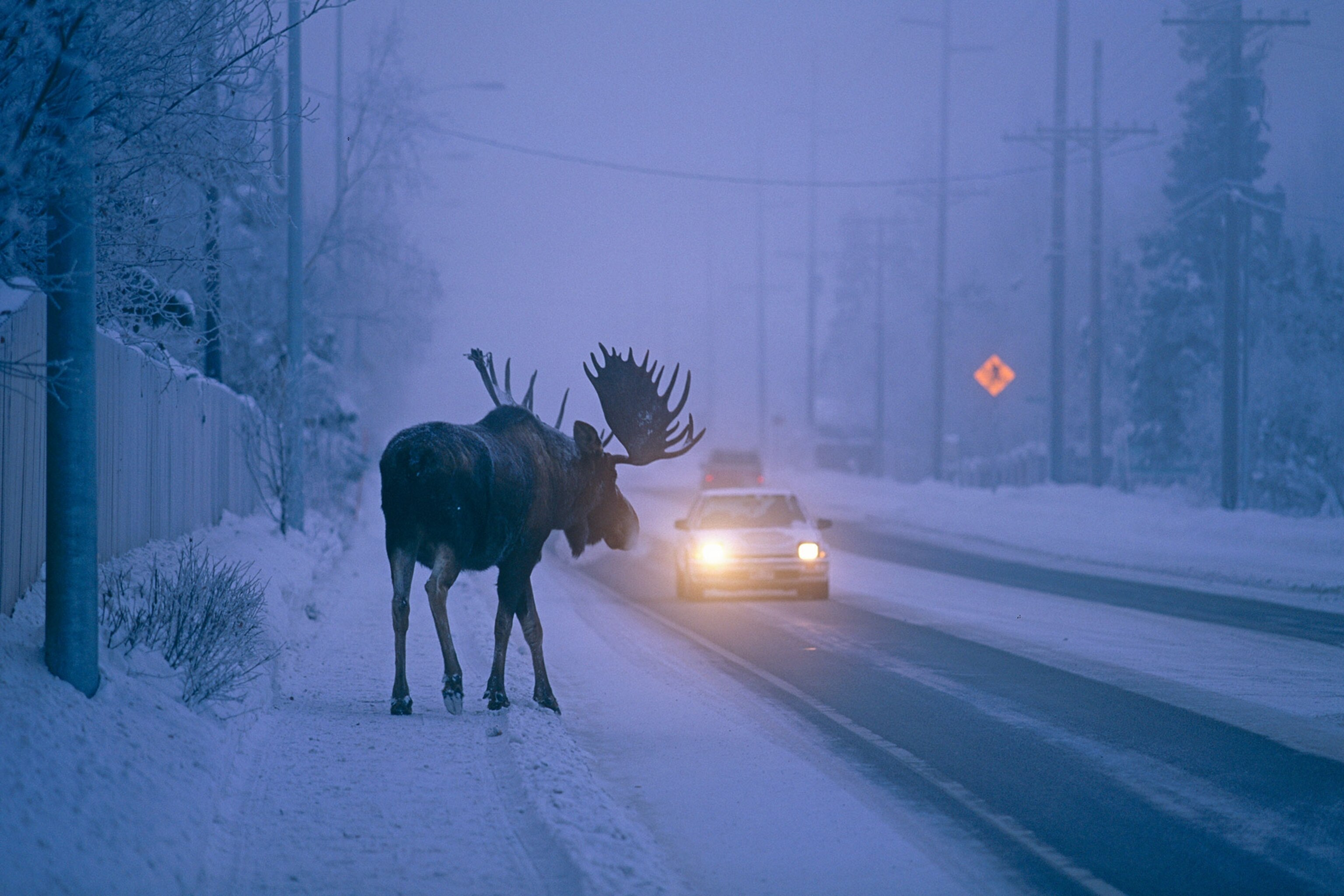 Should We Be Worried About North American Moose?