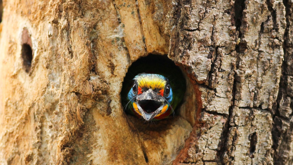 42 of World's Most Radiant Animals | National Geographic