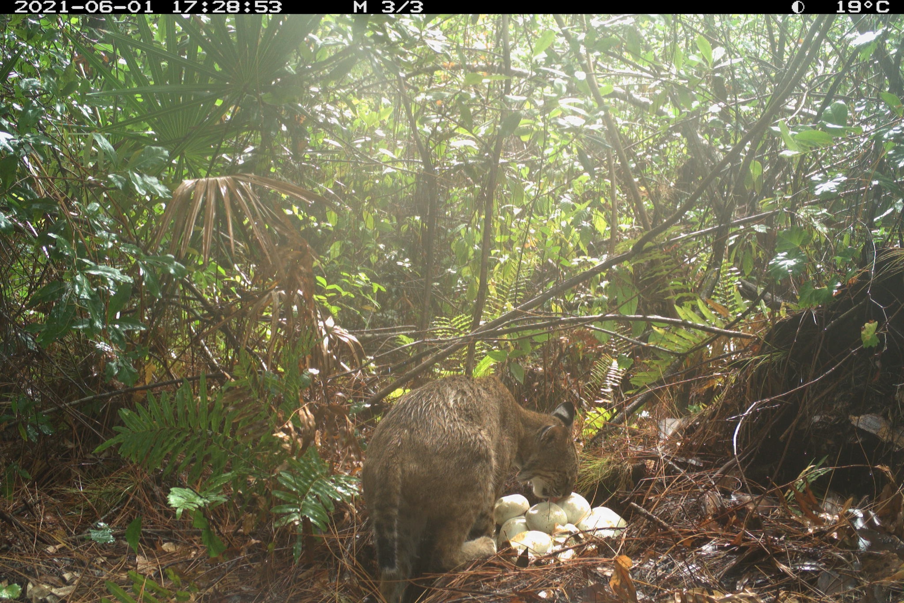 First-ever photos of bobcat eating invasive python eggs show ...