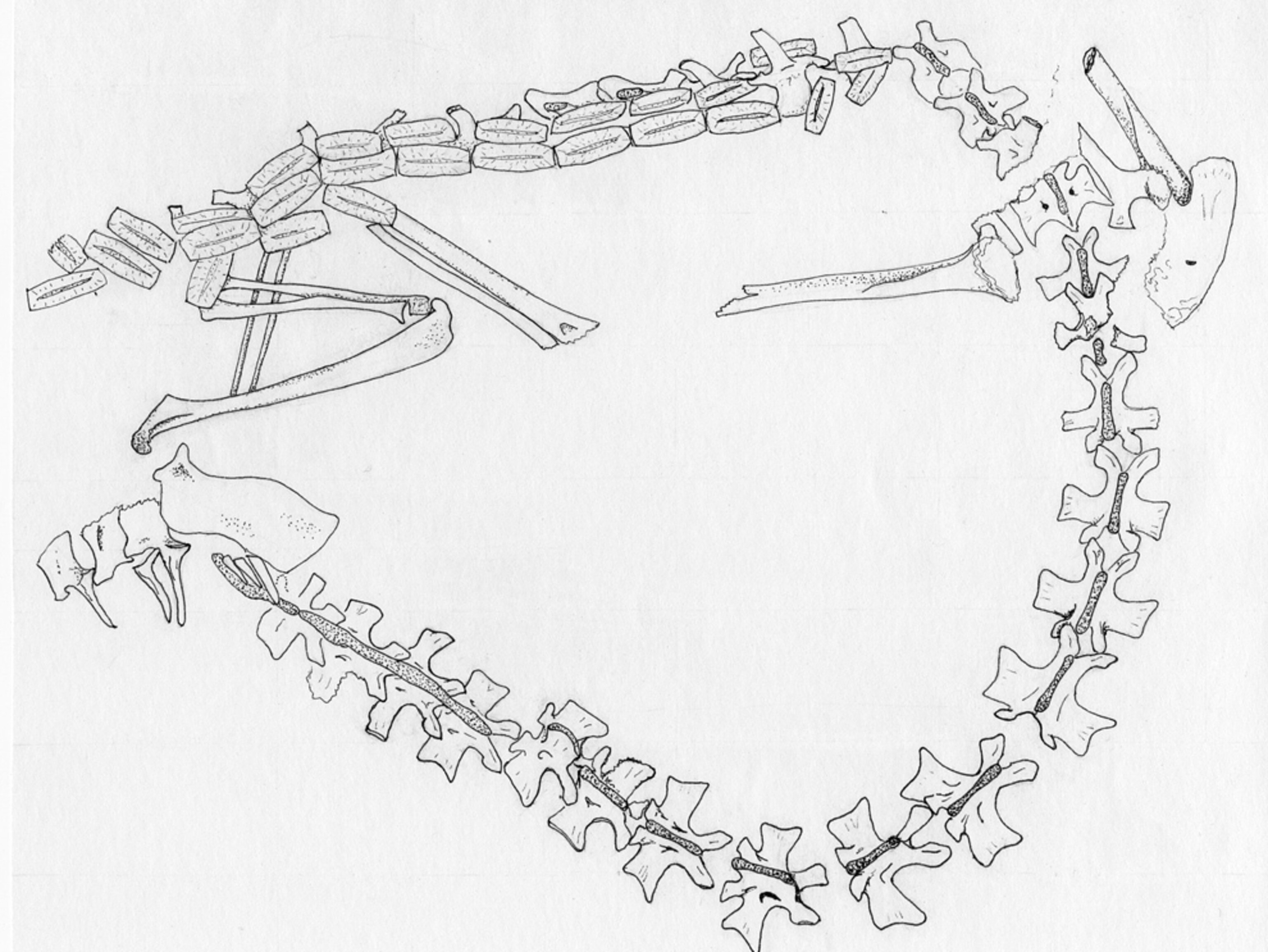 Pictures: Ancient "Cat Crocodile" Discovered