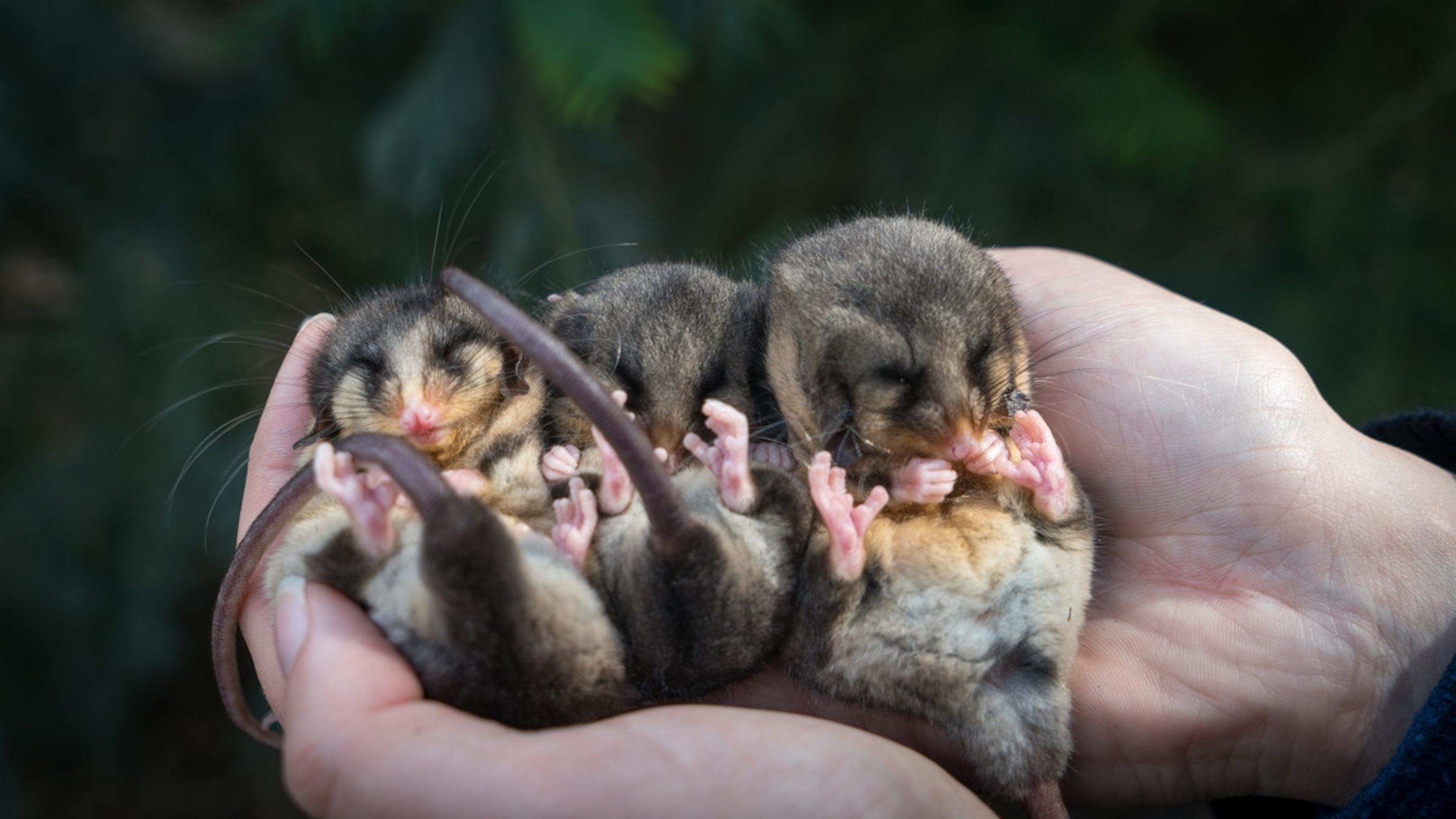 To save a species on the brink, look to where its ancestors thrived