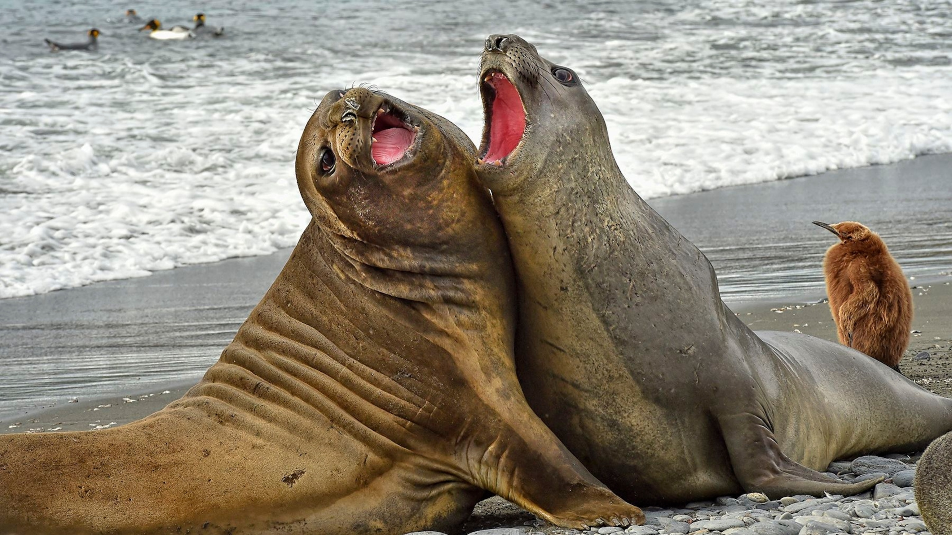 Sea Elephants With Tusks