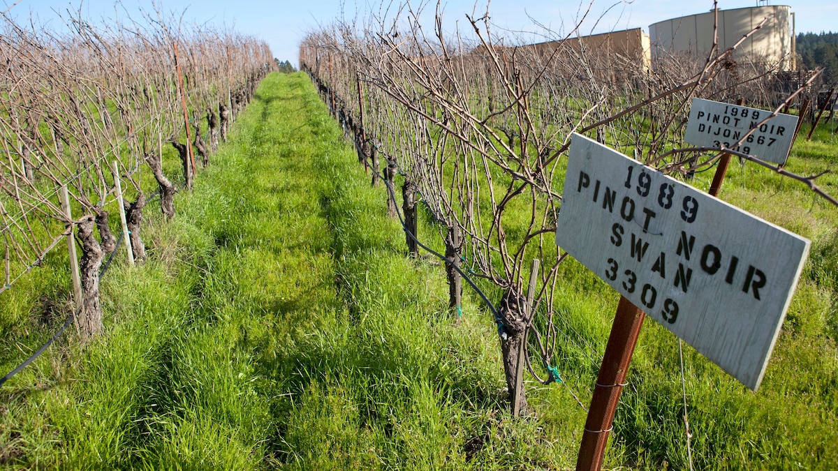 Wine Road Wonderland