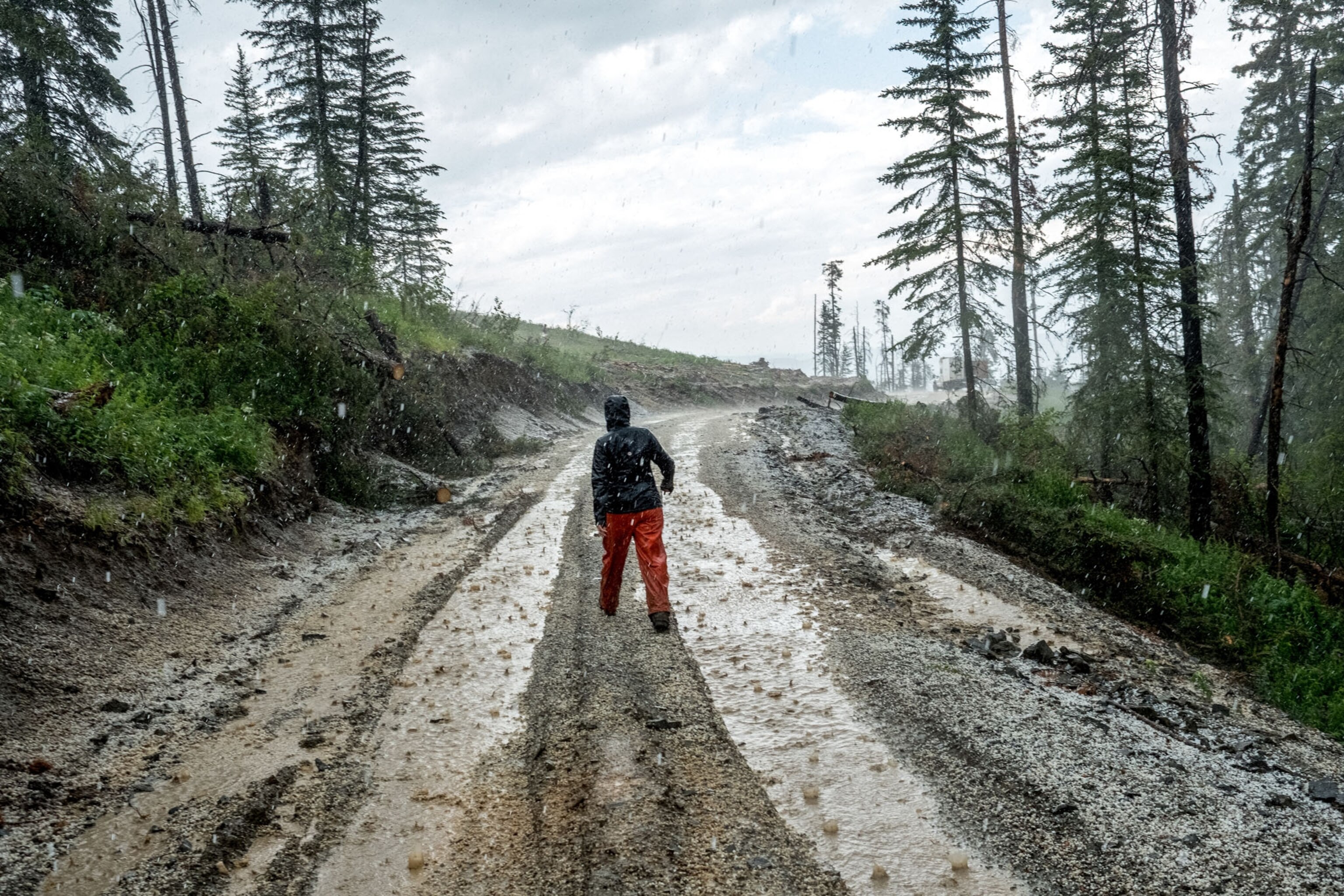 Meet the People Planting Trees After Canada's Lumber Harvest