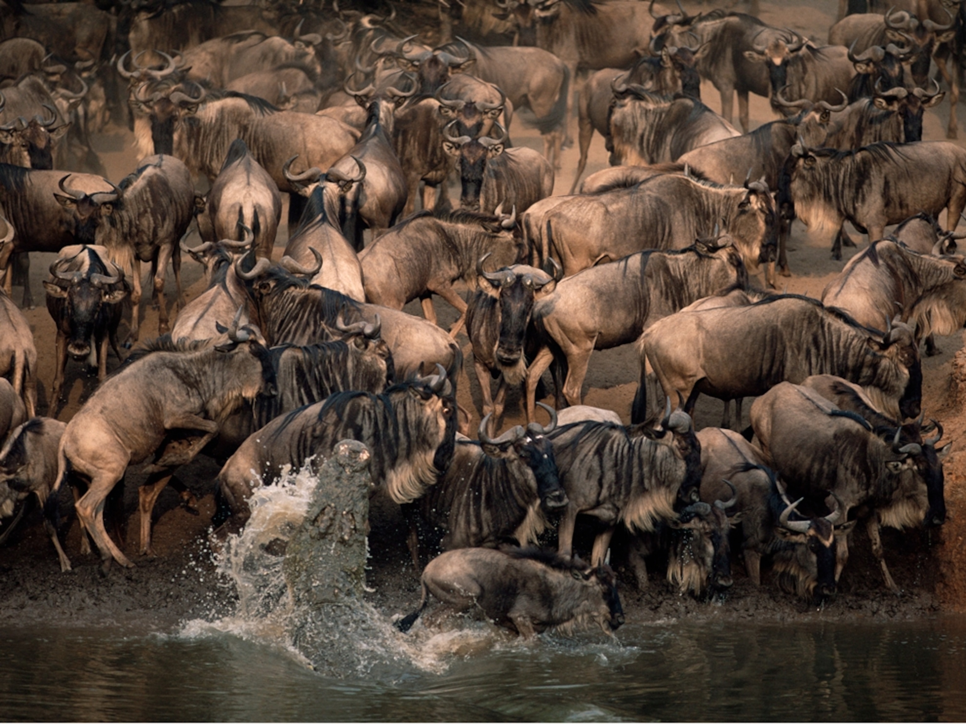 Animal Migrations Photos -- National Geographic Traveler | National ...