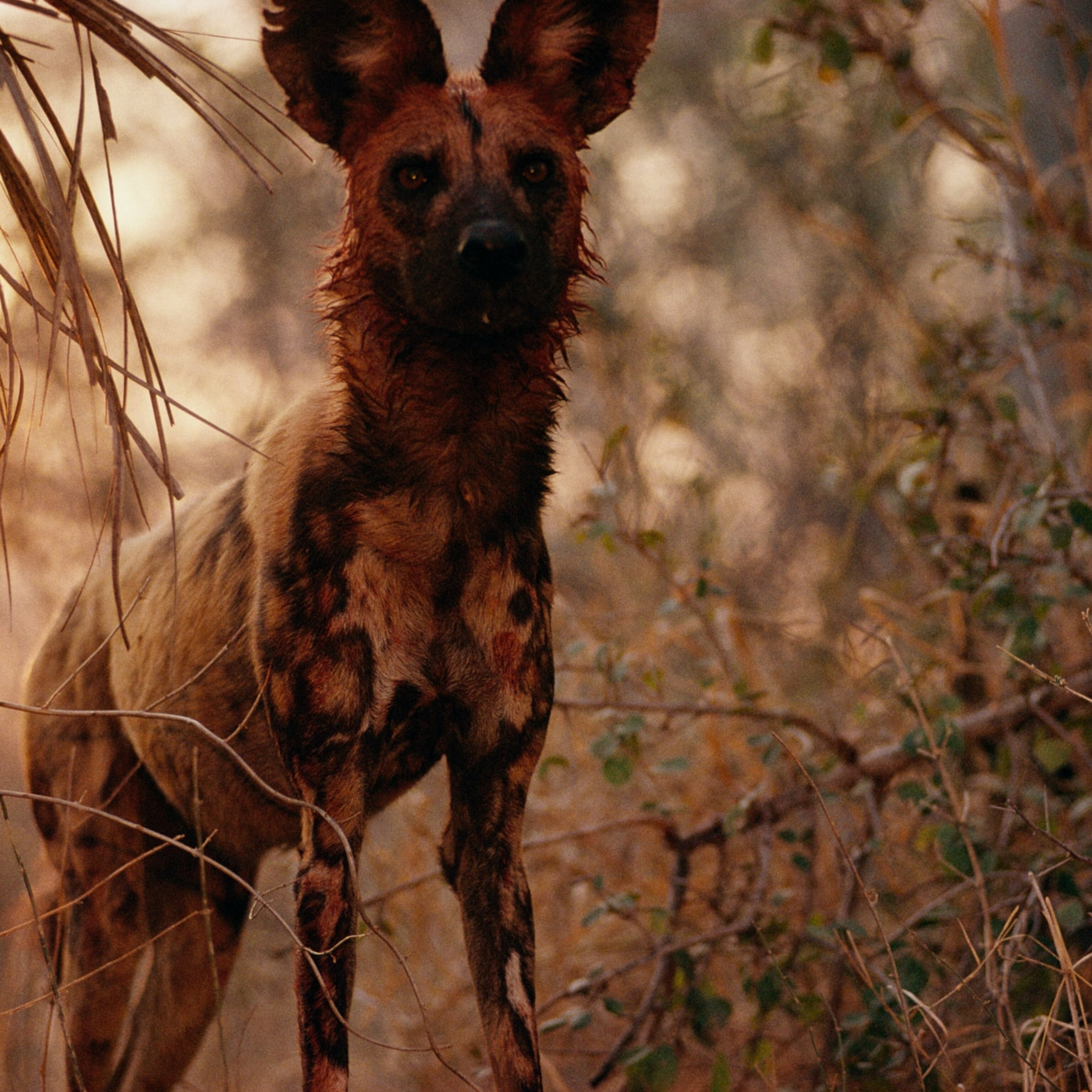 Top Predators In Africa