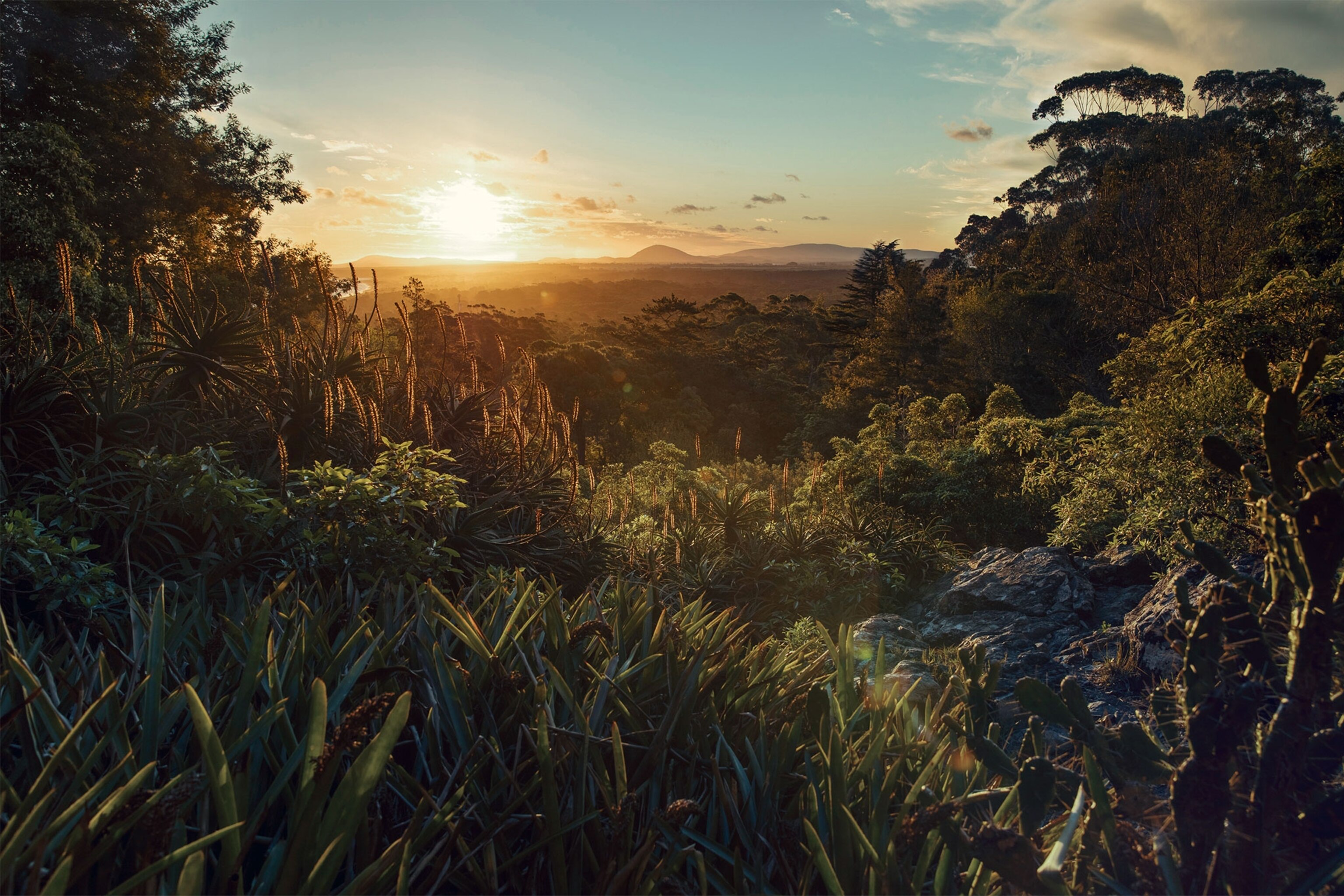 Forest bathing: what it is and where to do it