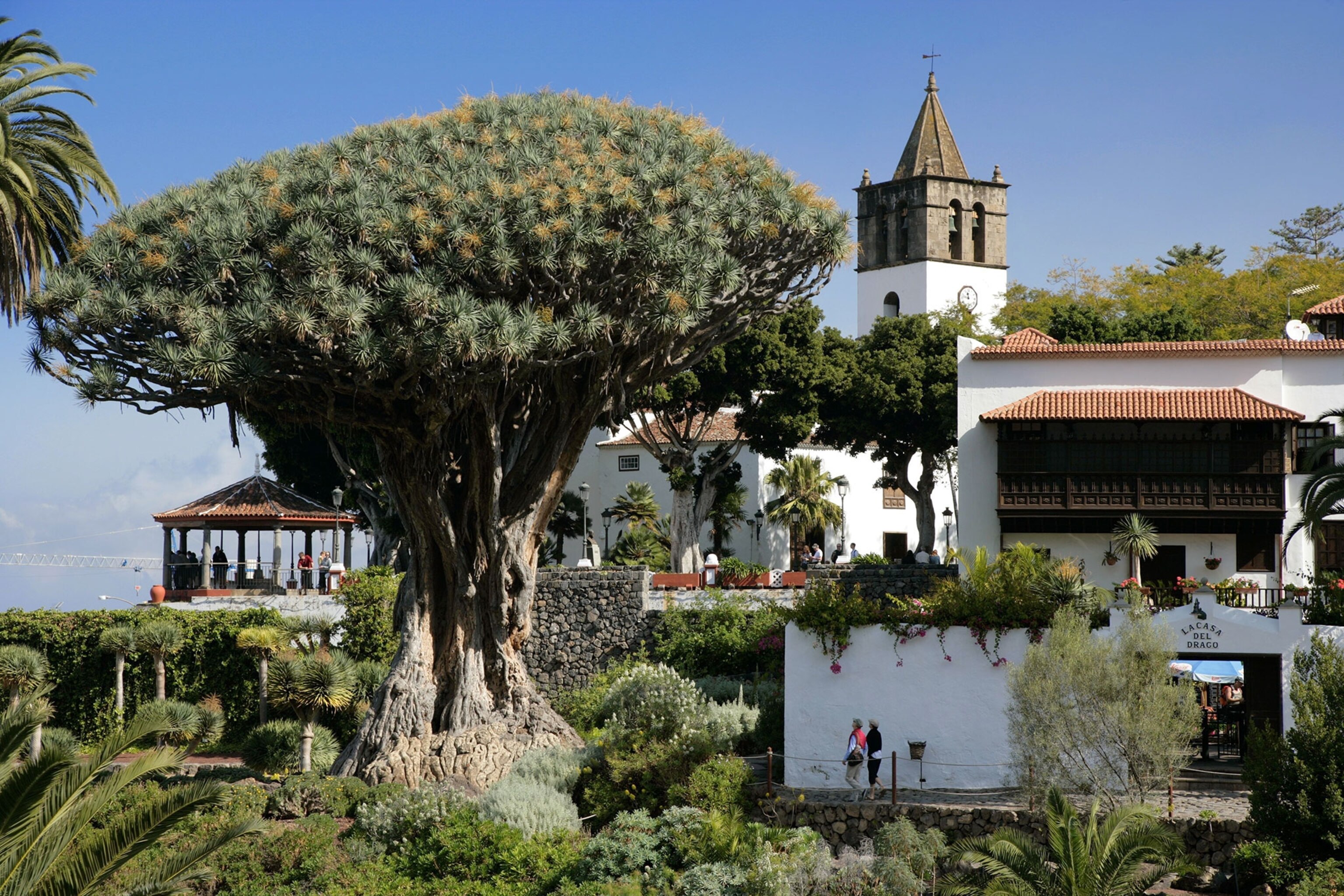 Iconic trees around the world