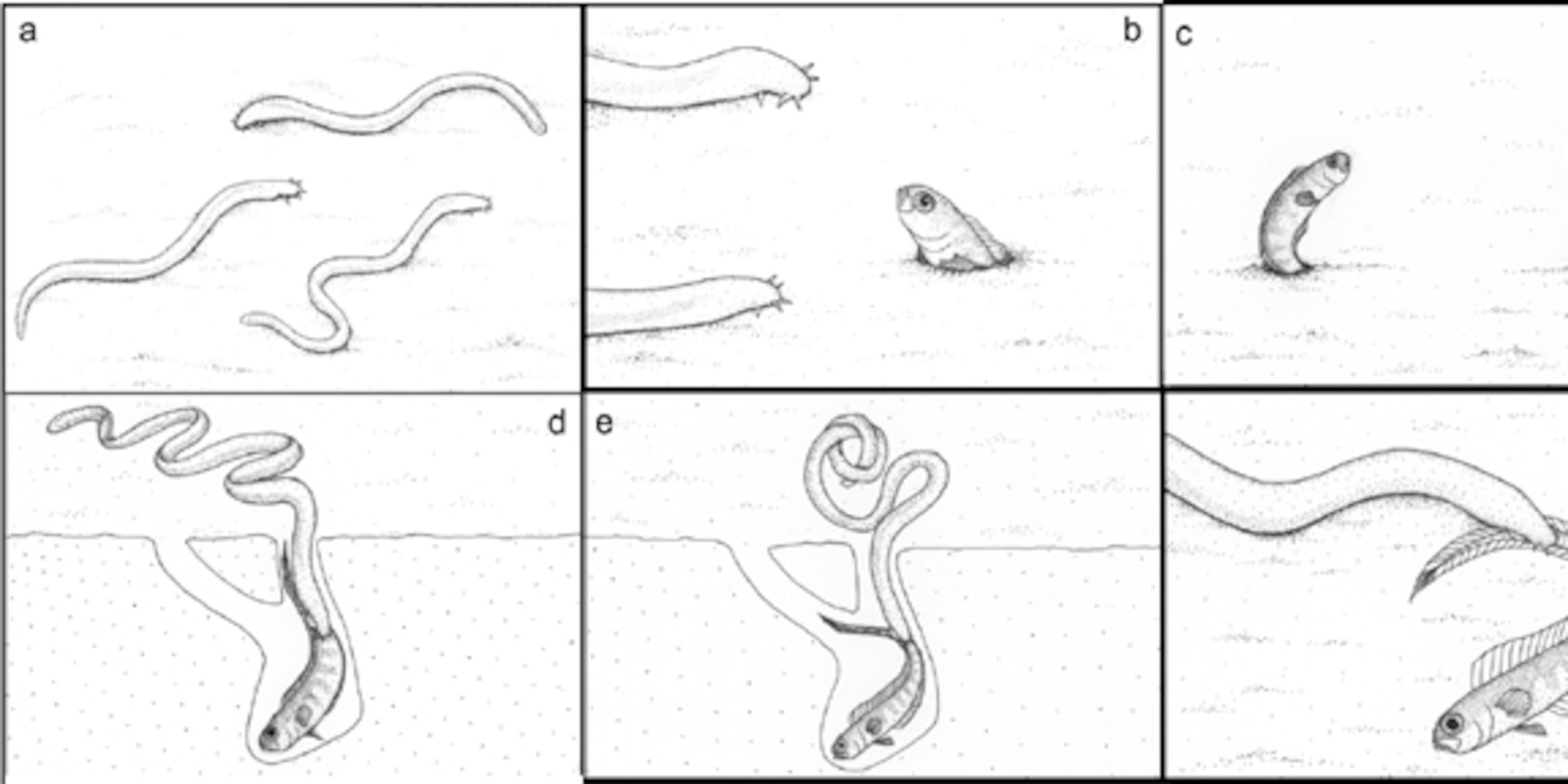 Hagfish filmed choking sharks with slime, and actively hunting fish