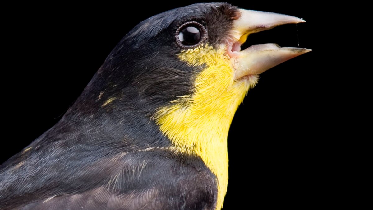 Lesser Goldfinch | National Geographic | National Geographic