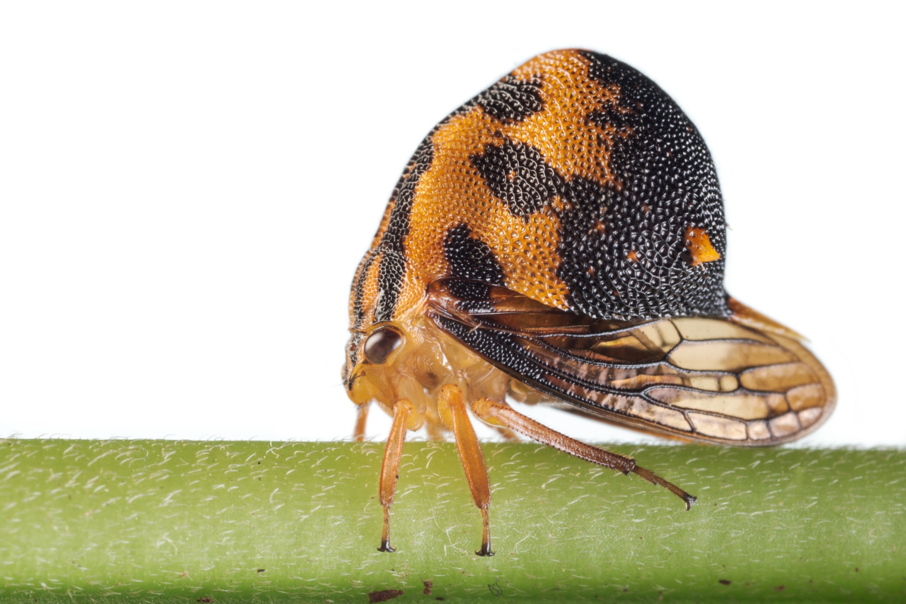 Treehoppers: pictures of the rainforest's mini-marvels