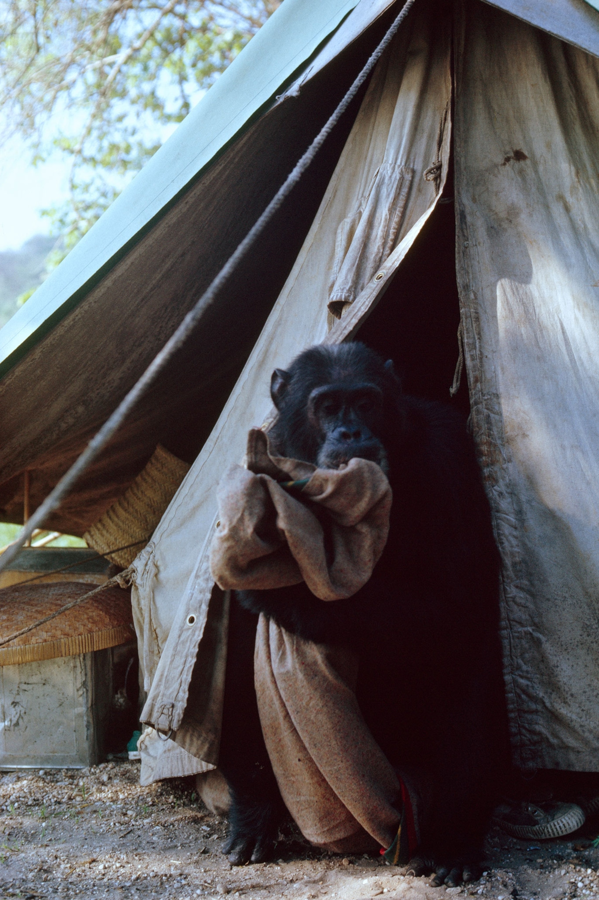 Jane Goodall’s original tale of chimpanzees still astonishes today